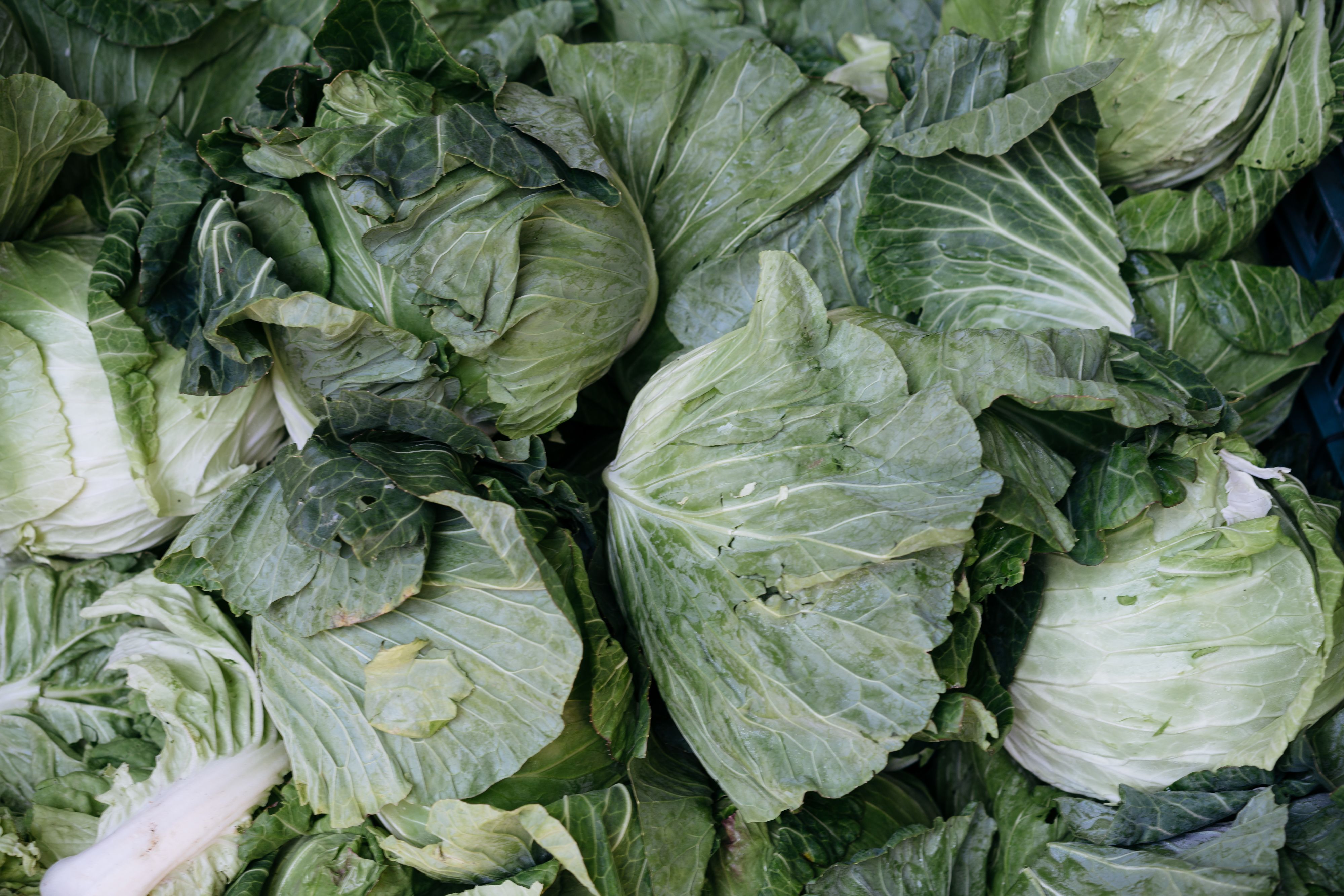A close up of a pile of cabbage · Free Stock Photo