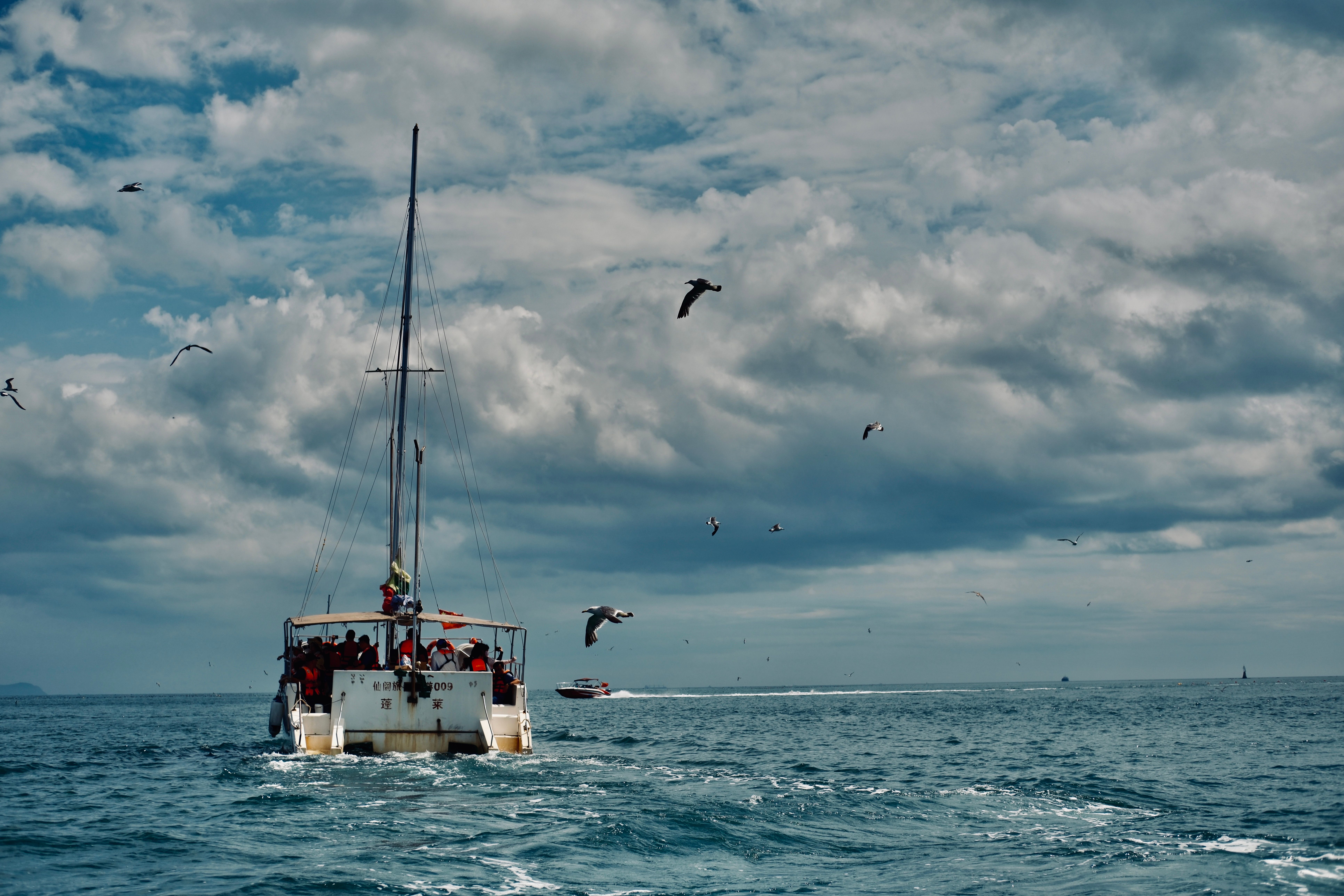 Birds Flying around Sailing Vessel · Free Stock Photo
