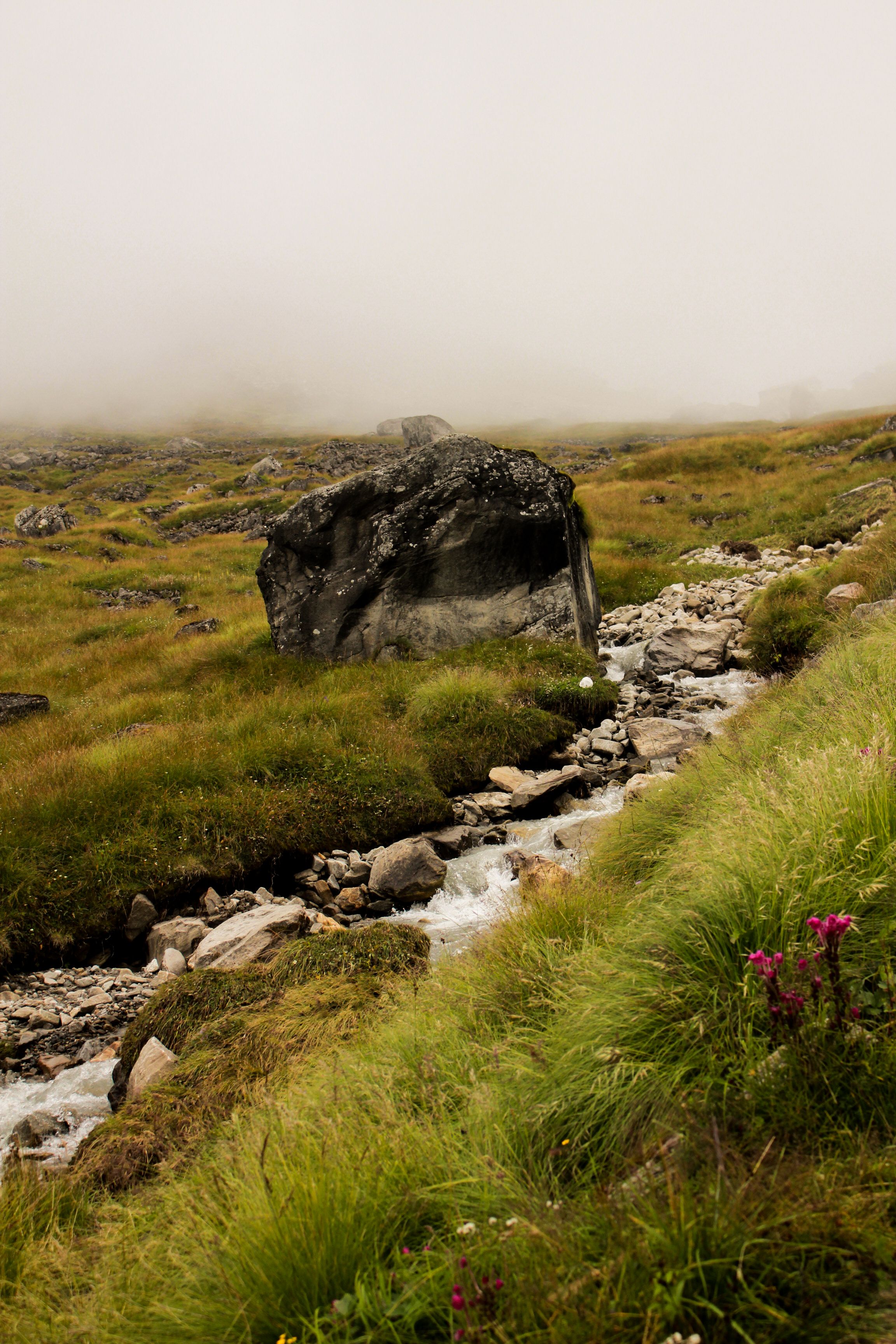 Stream in Mountains Seen between Trees · Free Stock Photo