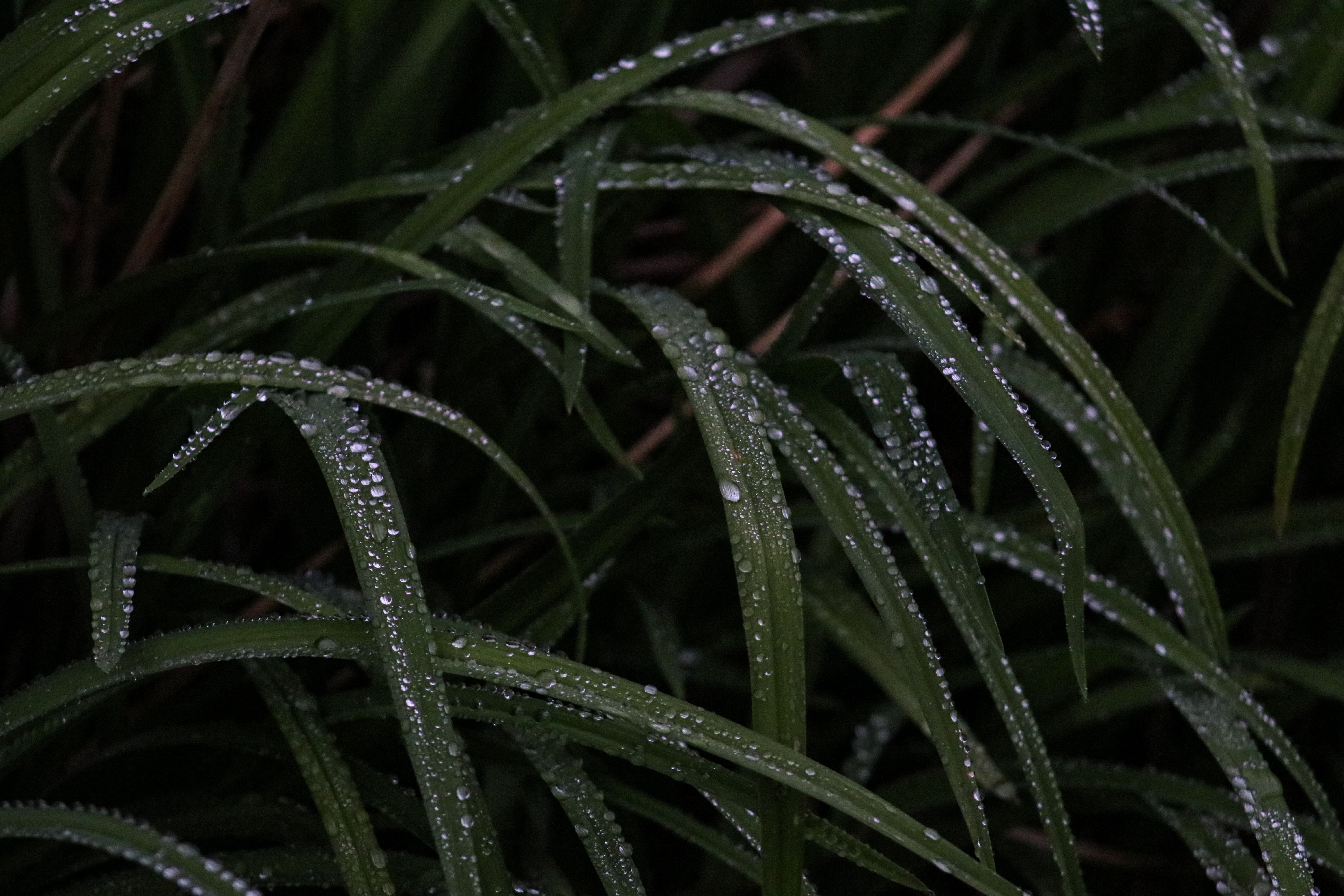 Close-up of Wet Grass · Free Stock Photo