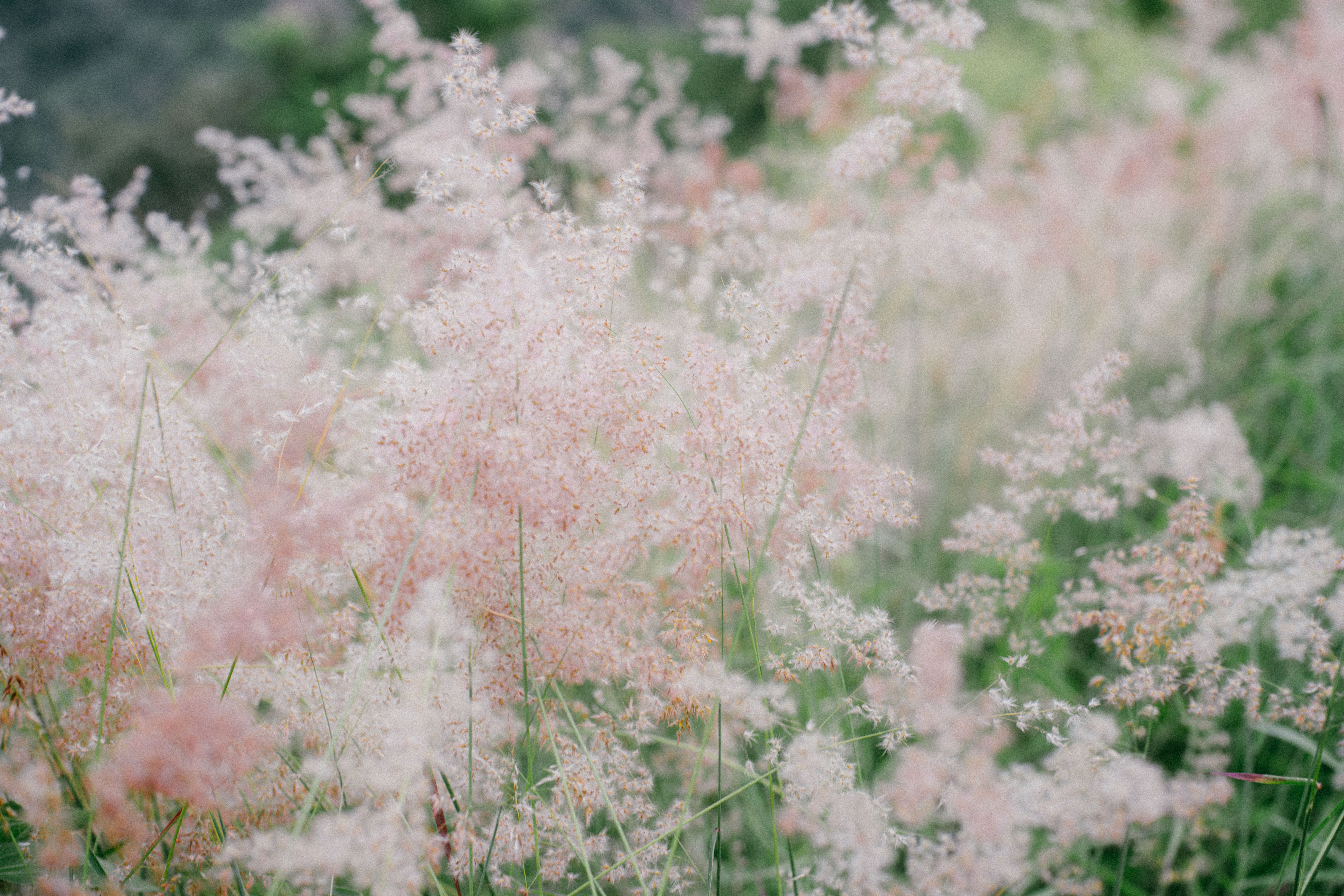 Fluffy Spikes of Grass in Meadow · Free Stock Photo