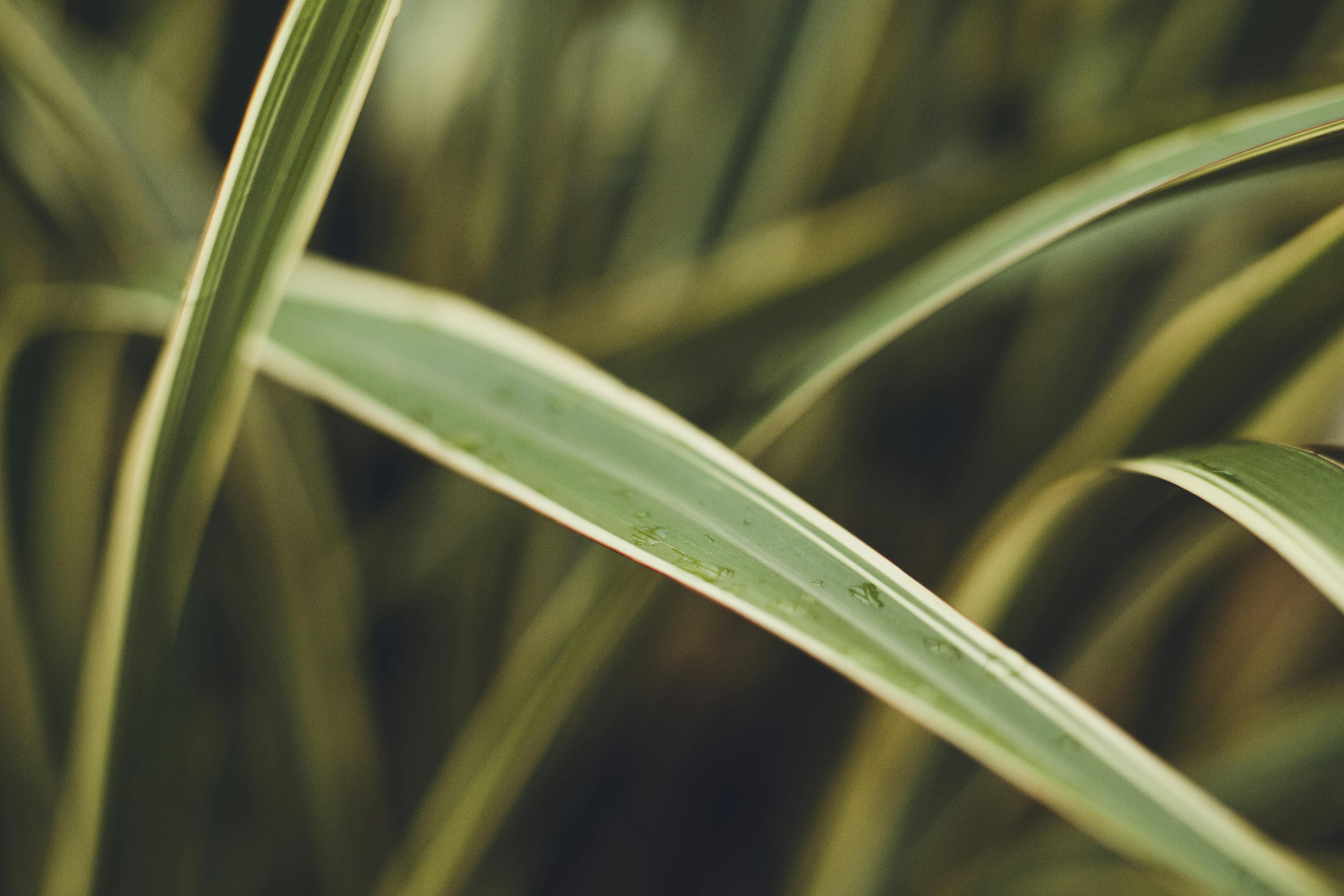 Japanese Sedge Leaves Covered with Dew Drops · Free Stock Photo