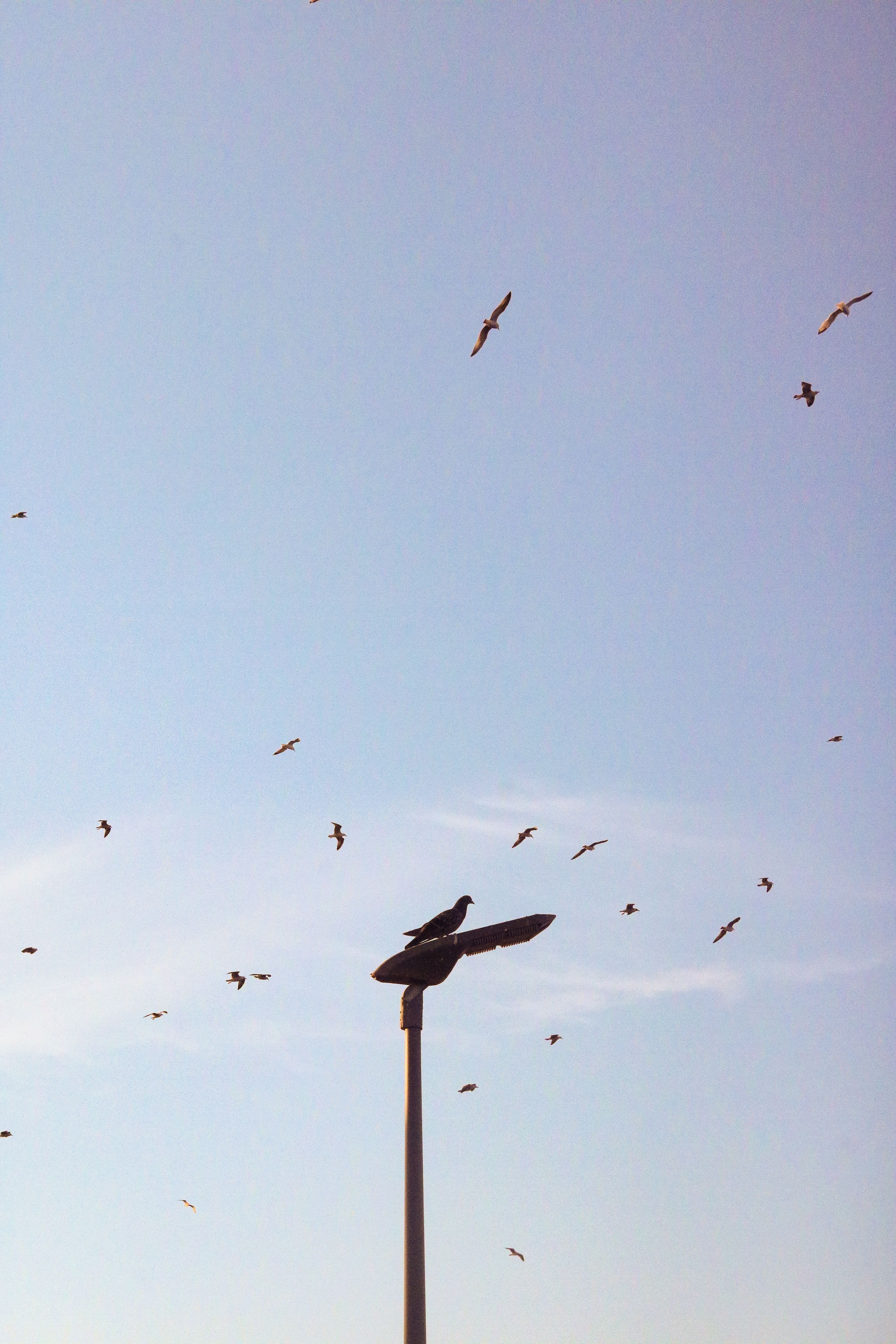 Birds Flying around Street Lamp · Free Stock Photo