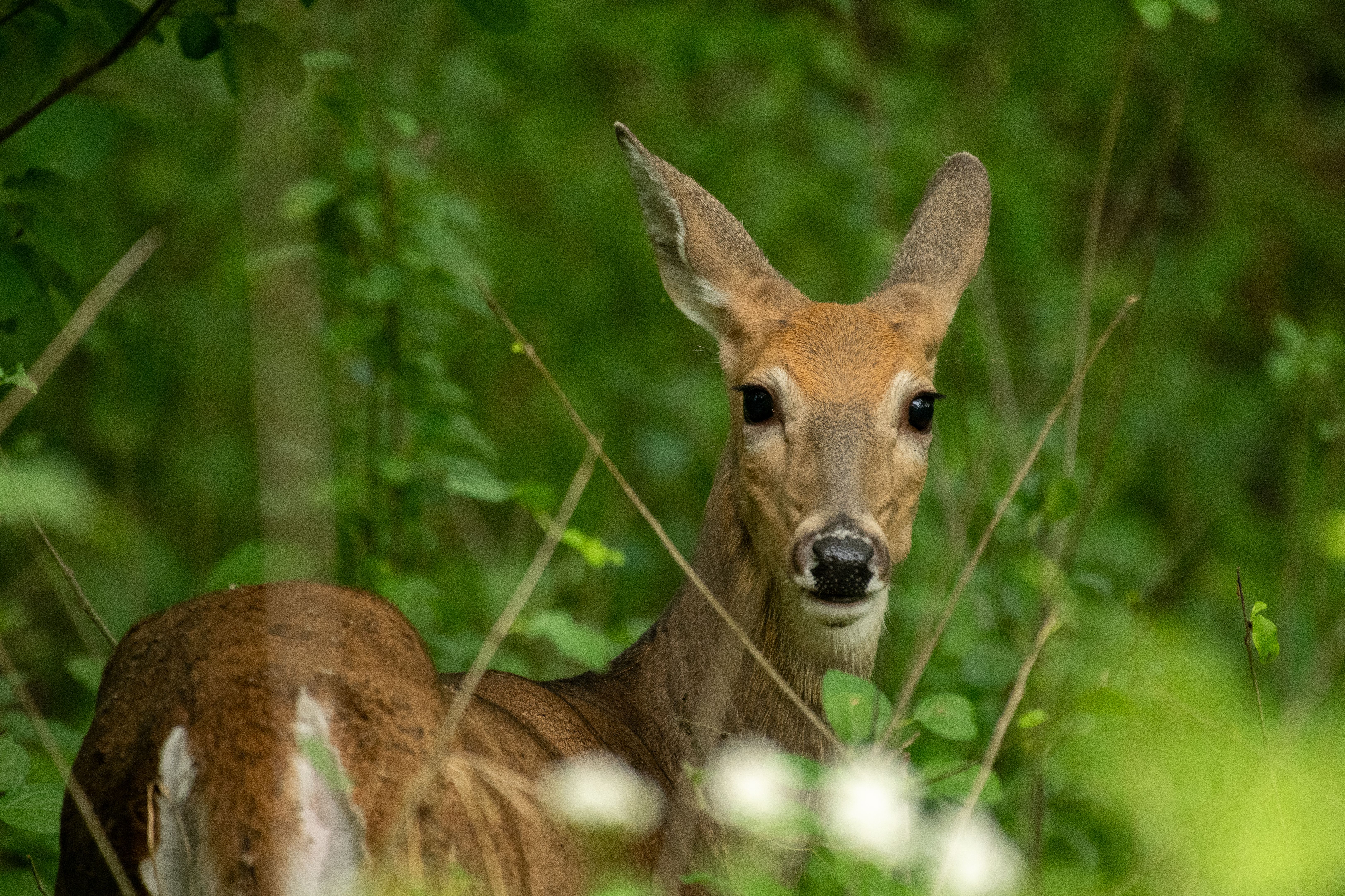 Deer in Nature · Free Stock Photo
