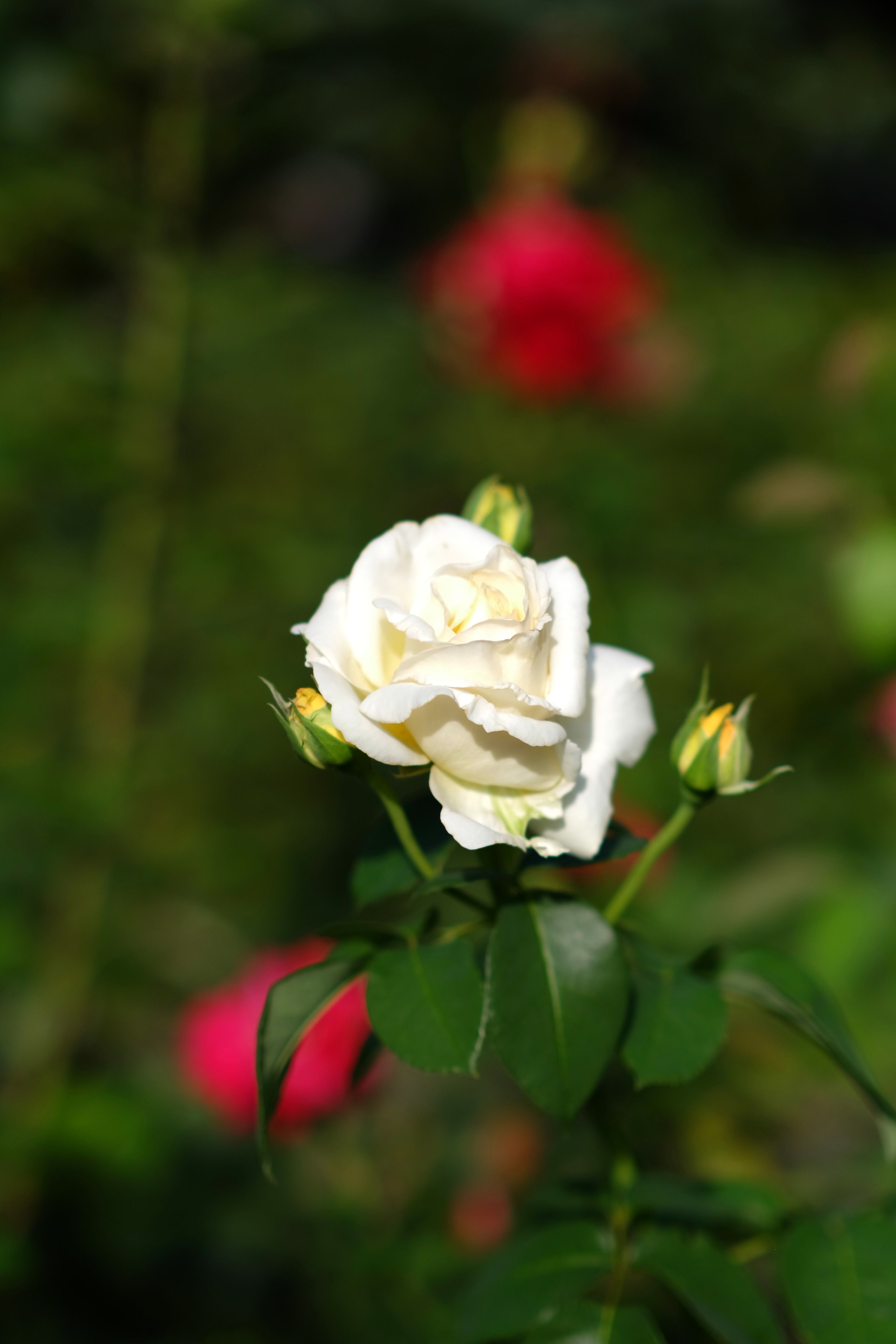 Rose Karate Photos, Download The BEST Free Rose Karate Stock Photos ...