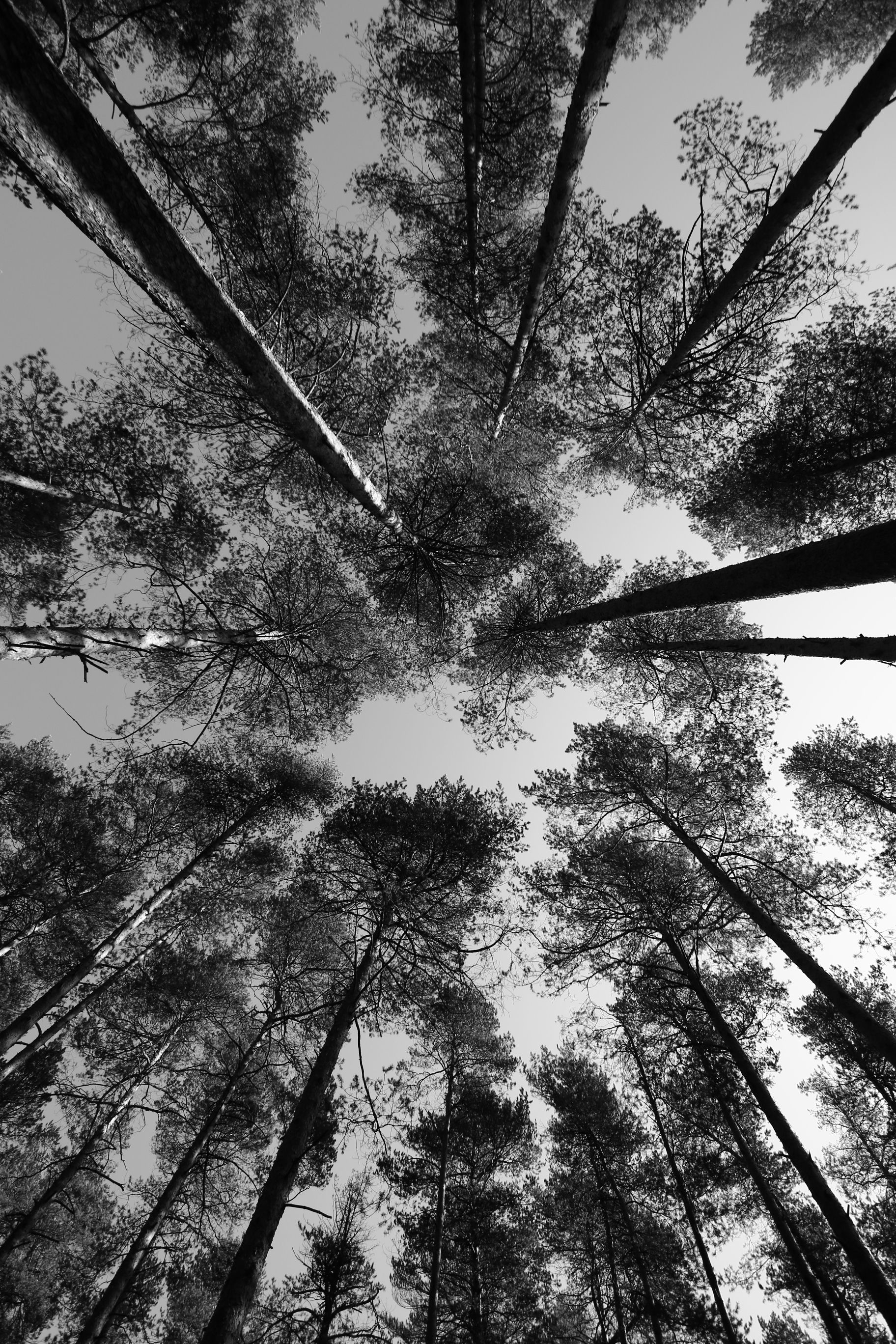Gray Scale Photography of Trees Surrounded by Body of Water · Free ...