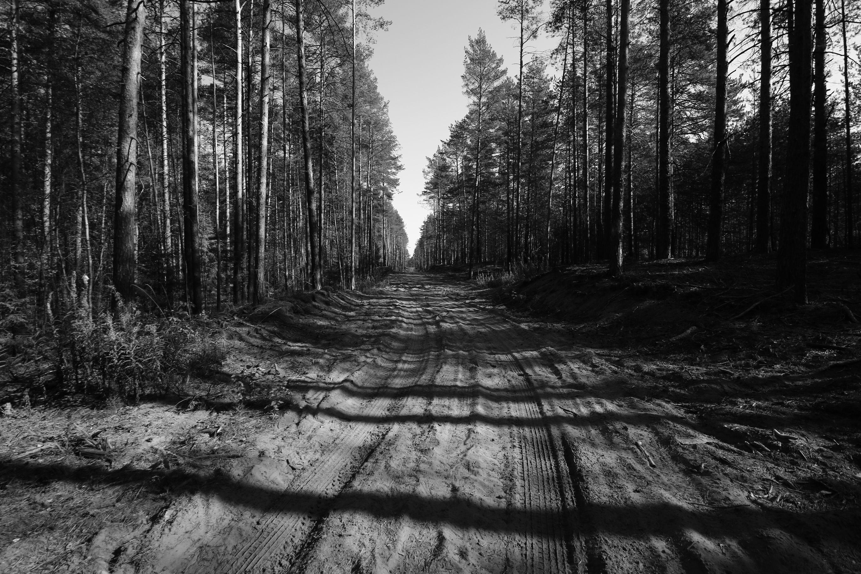 Woods Path Black And White