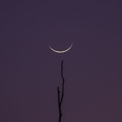 Tree 64x64 Photos, Download The BEST Free Tree 64x64 Stock Photos & HD ...