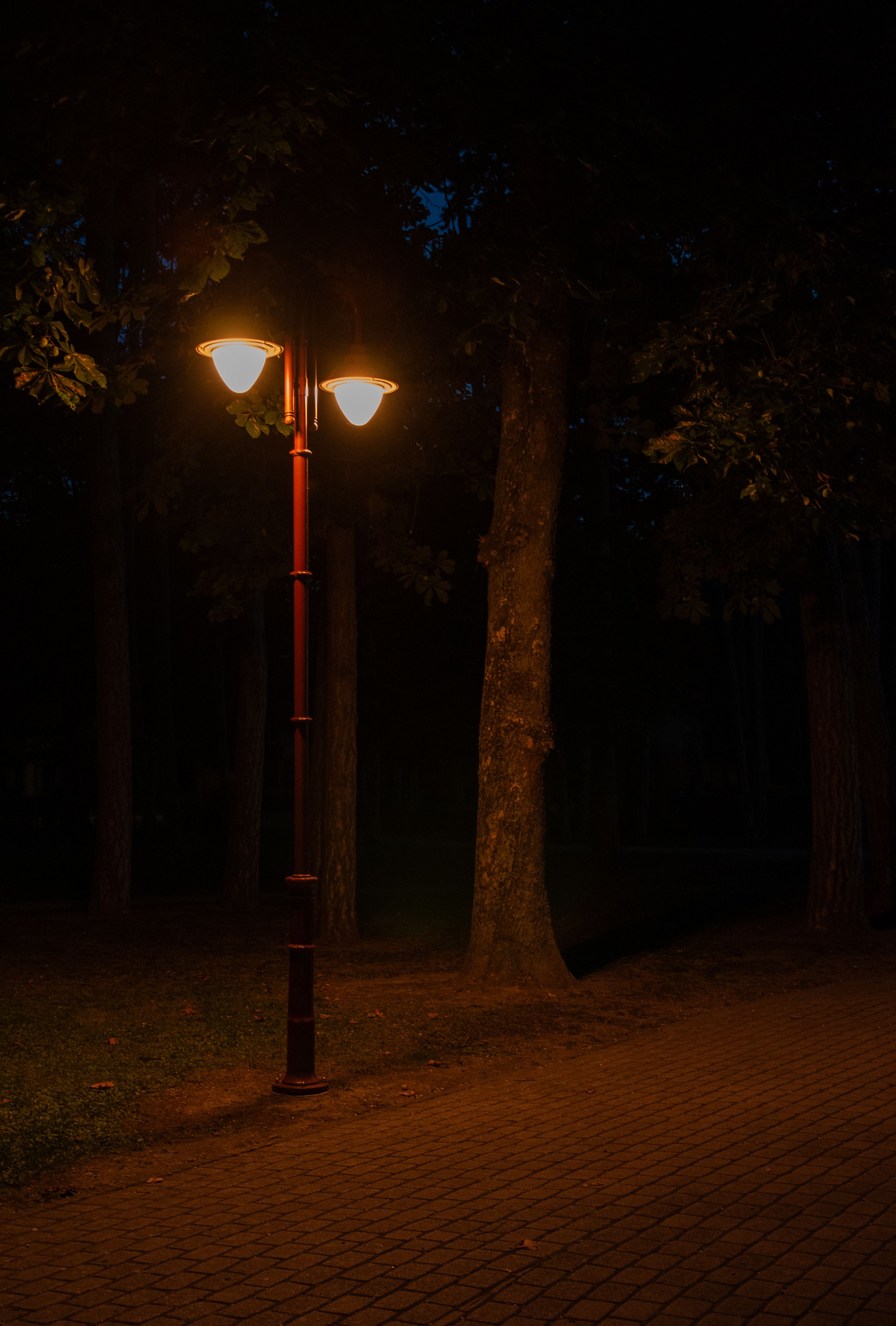 Street Lamp in Park at Night · Free Stock Photo
