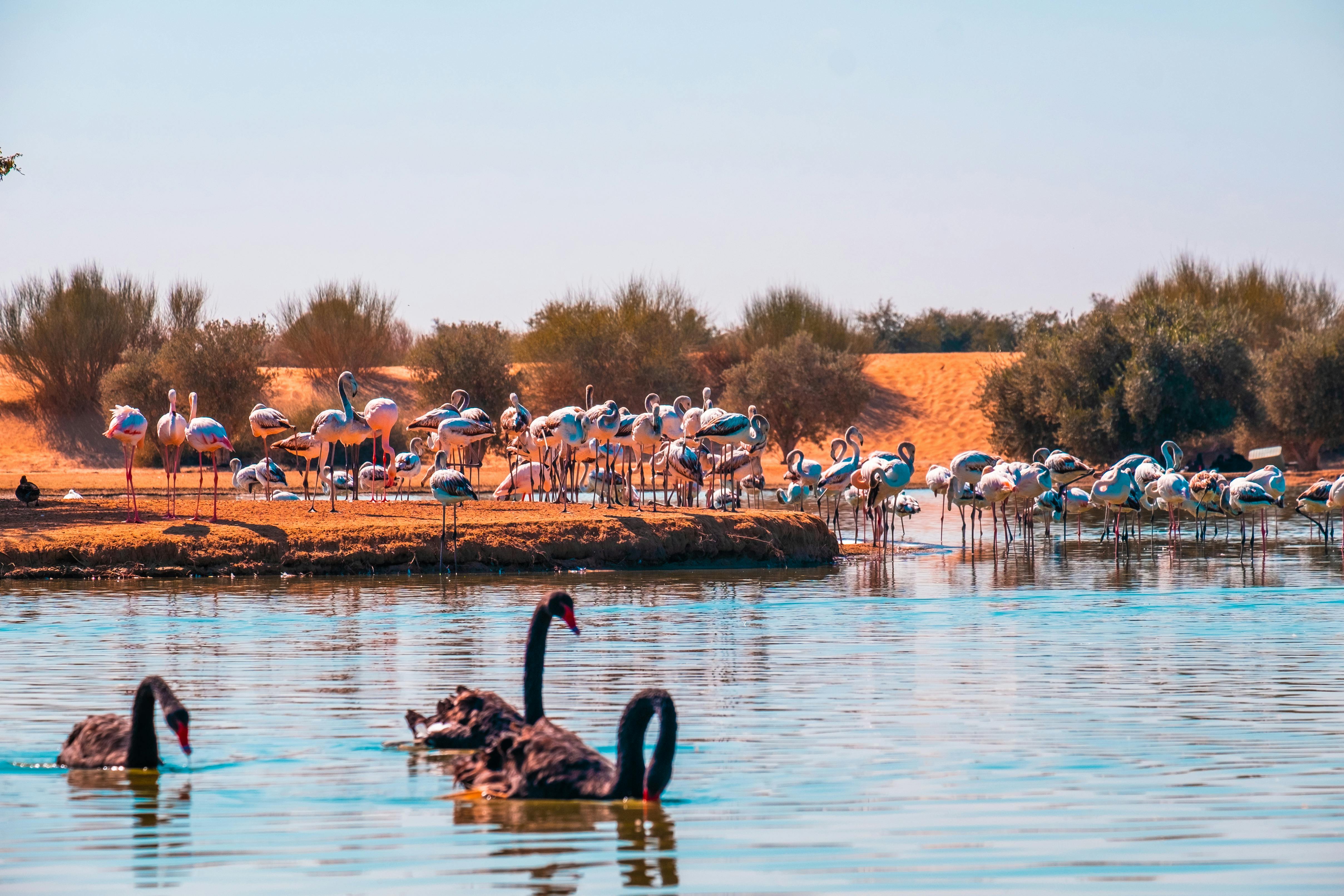 Black Swans and Flamingos in River · Free Stock Photo