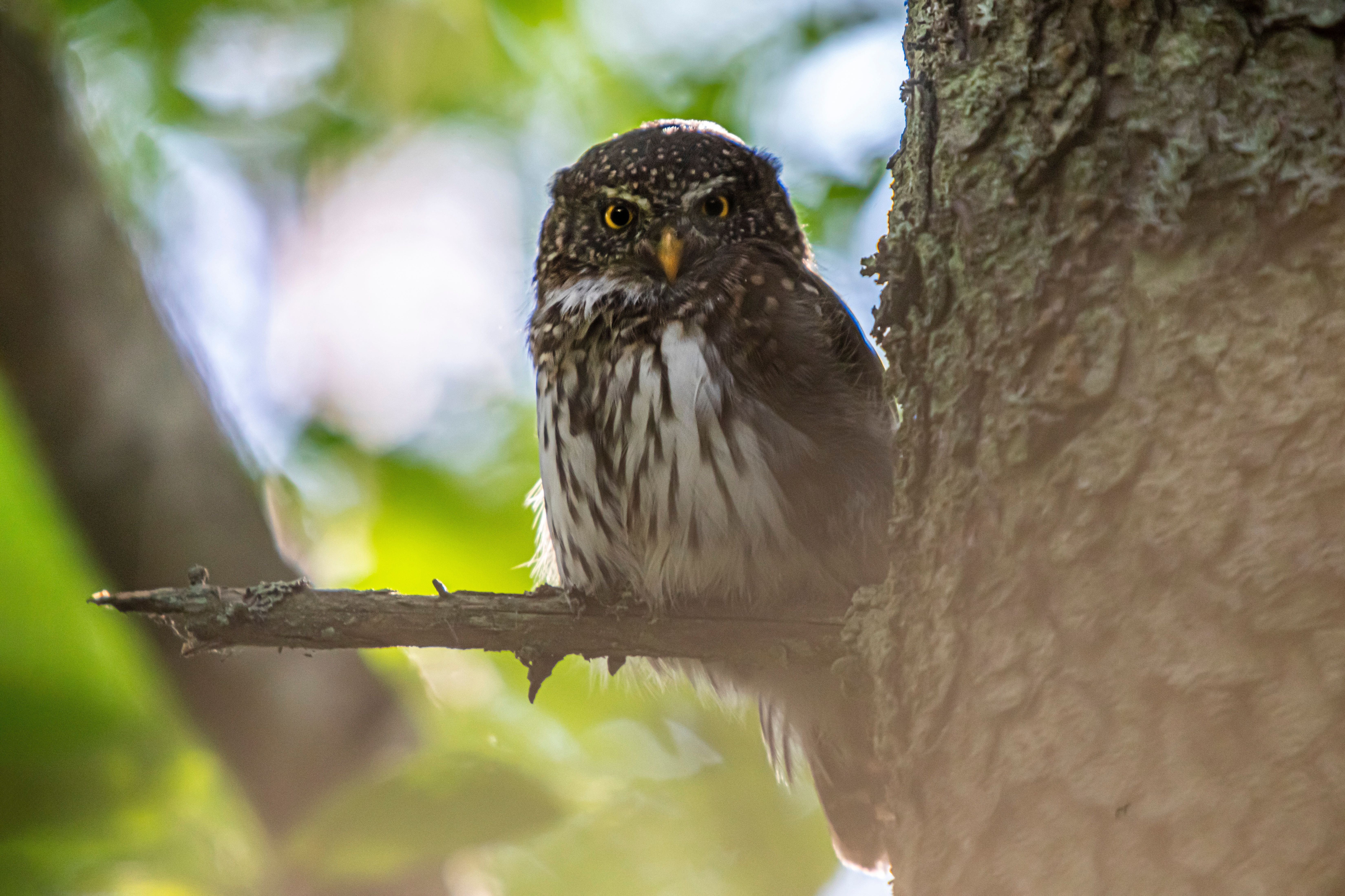 A small owl perched on a tree branch · Free Stock Photo