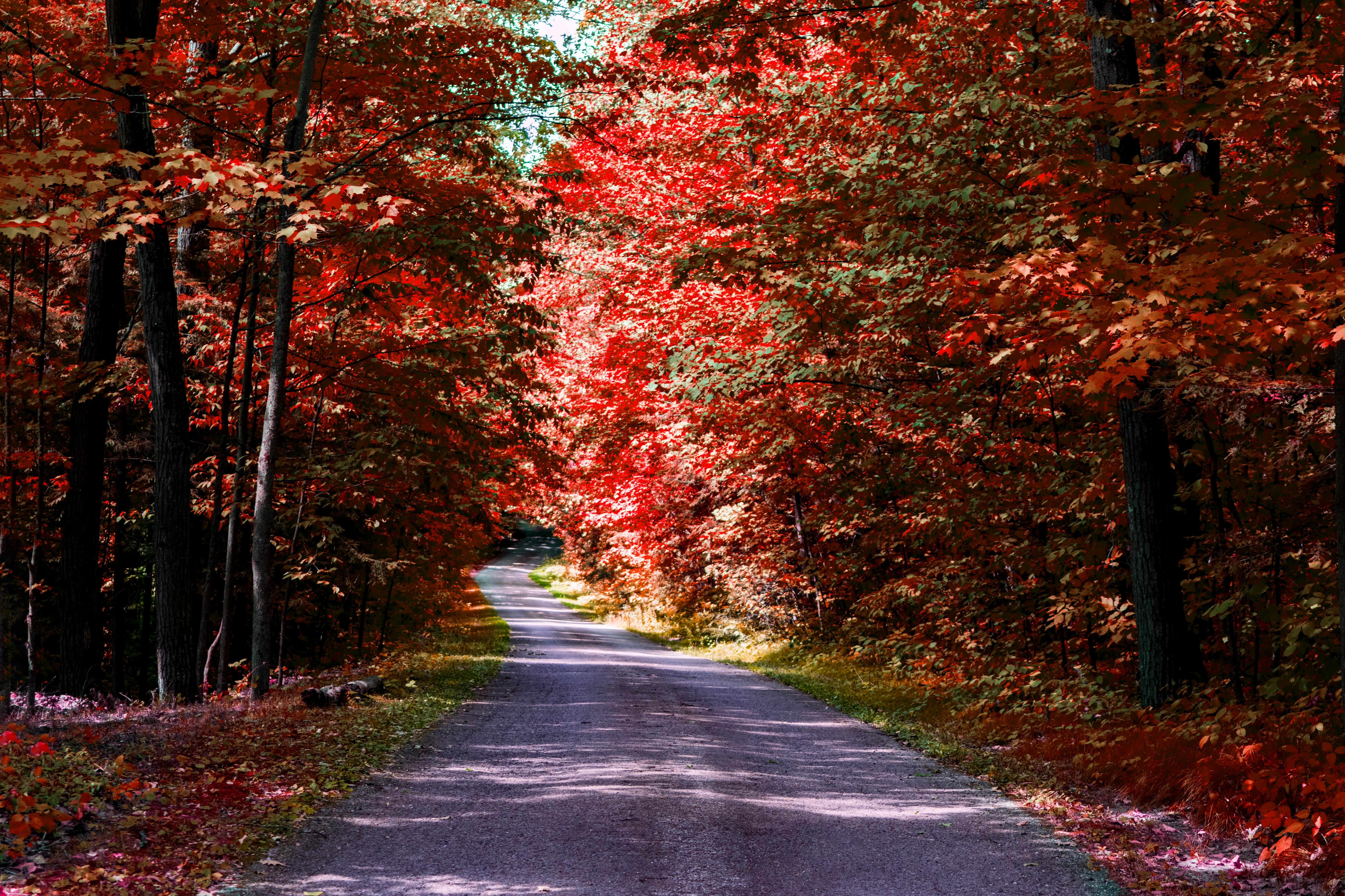Red Trees around Road in Autumn · Free Stock Photo