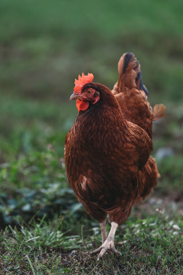 Chicken Hen Photos, Download The BEST Free Chicken Hen Stock Photos ...
