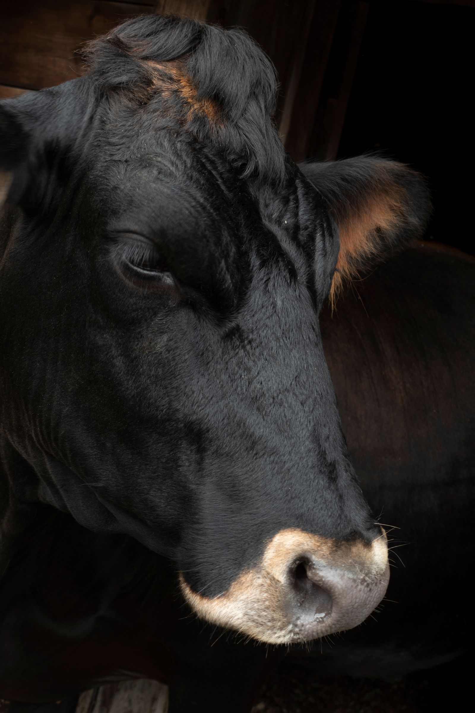 Xa Hot Va Cow Nguoi Photos, Download The BEST Free Xa Hot Va Cow Nguoi ...