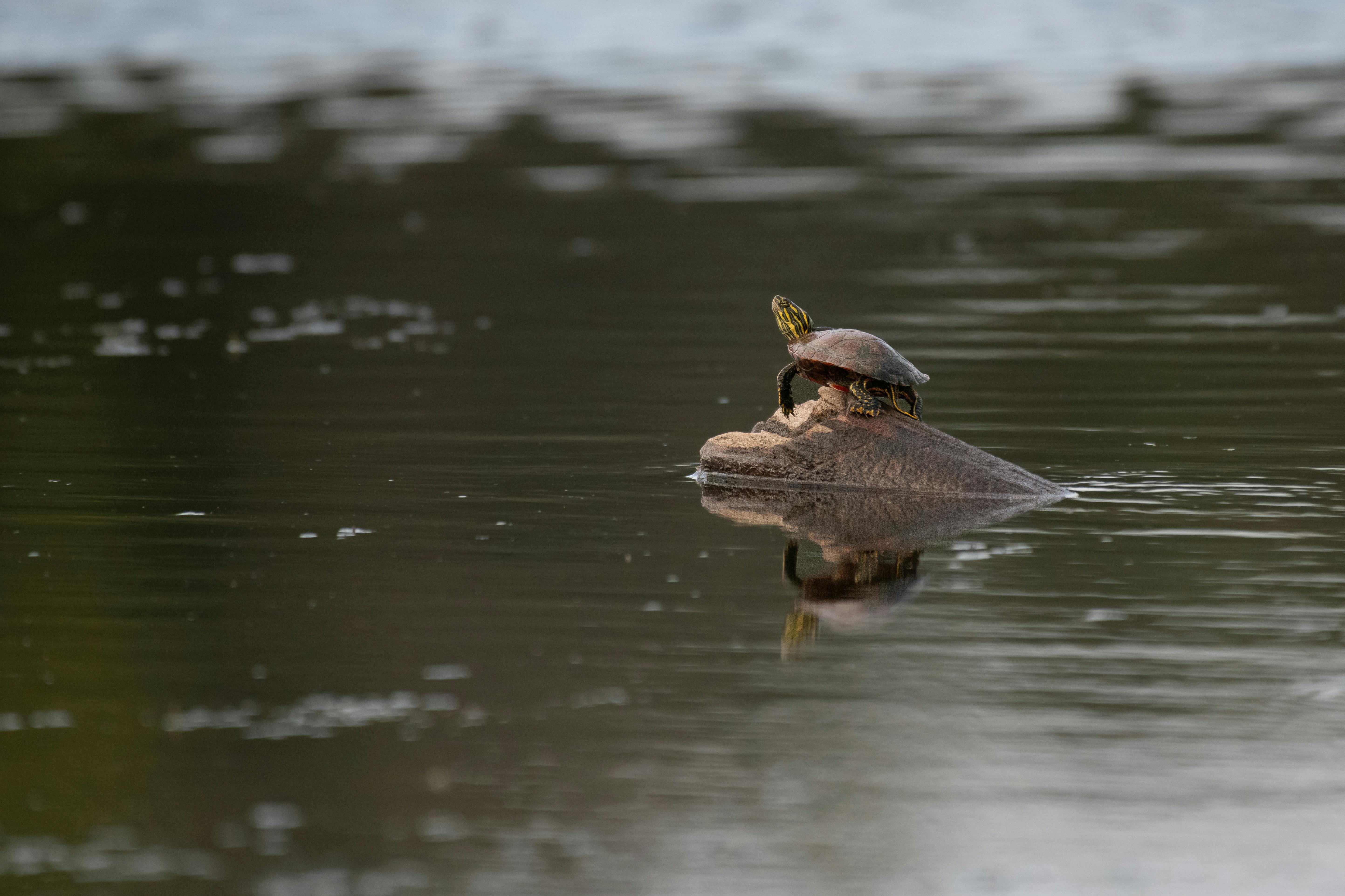 Gray Turtles Crawling on Tree Brunch · Free Stock Photo