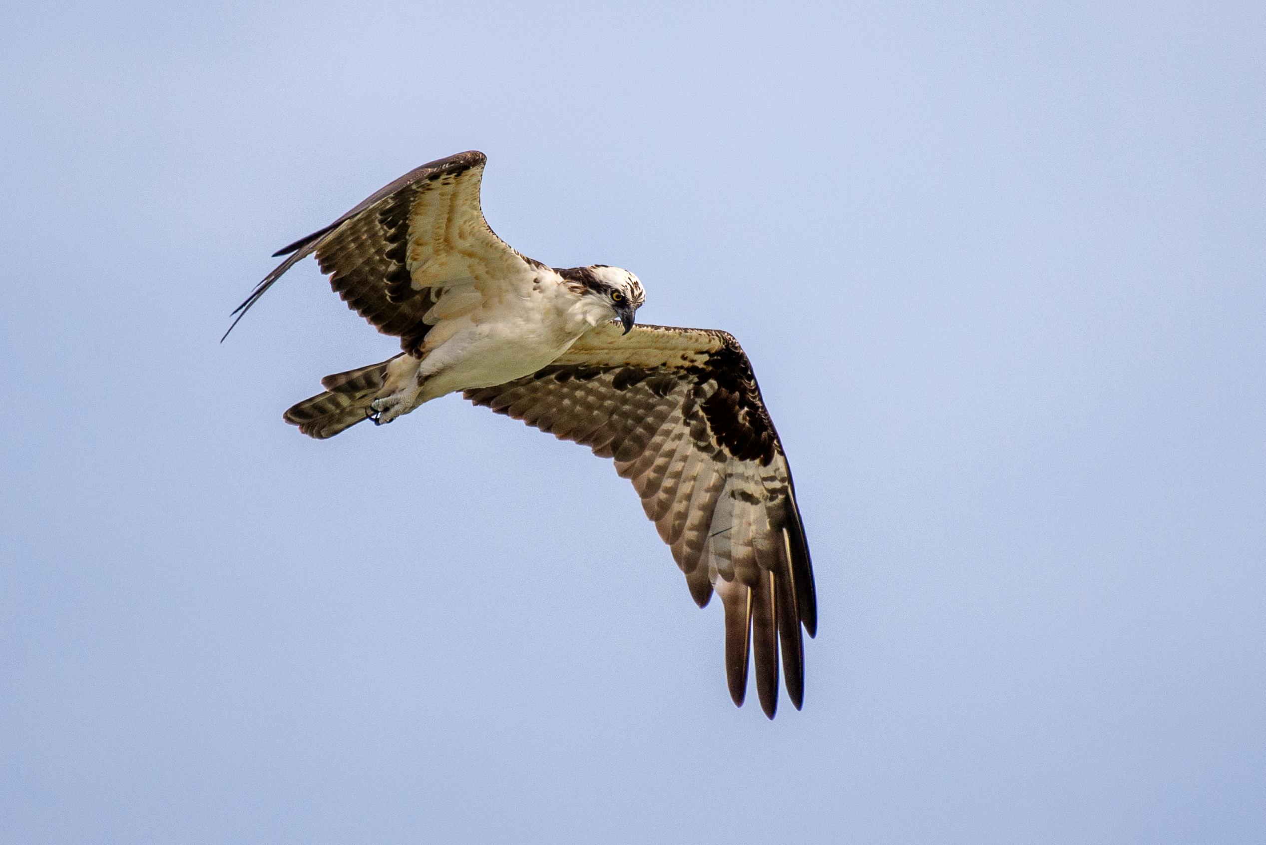 Osprey Photos, Download The BEST Free Osprey Stock Photos & HD Images