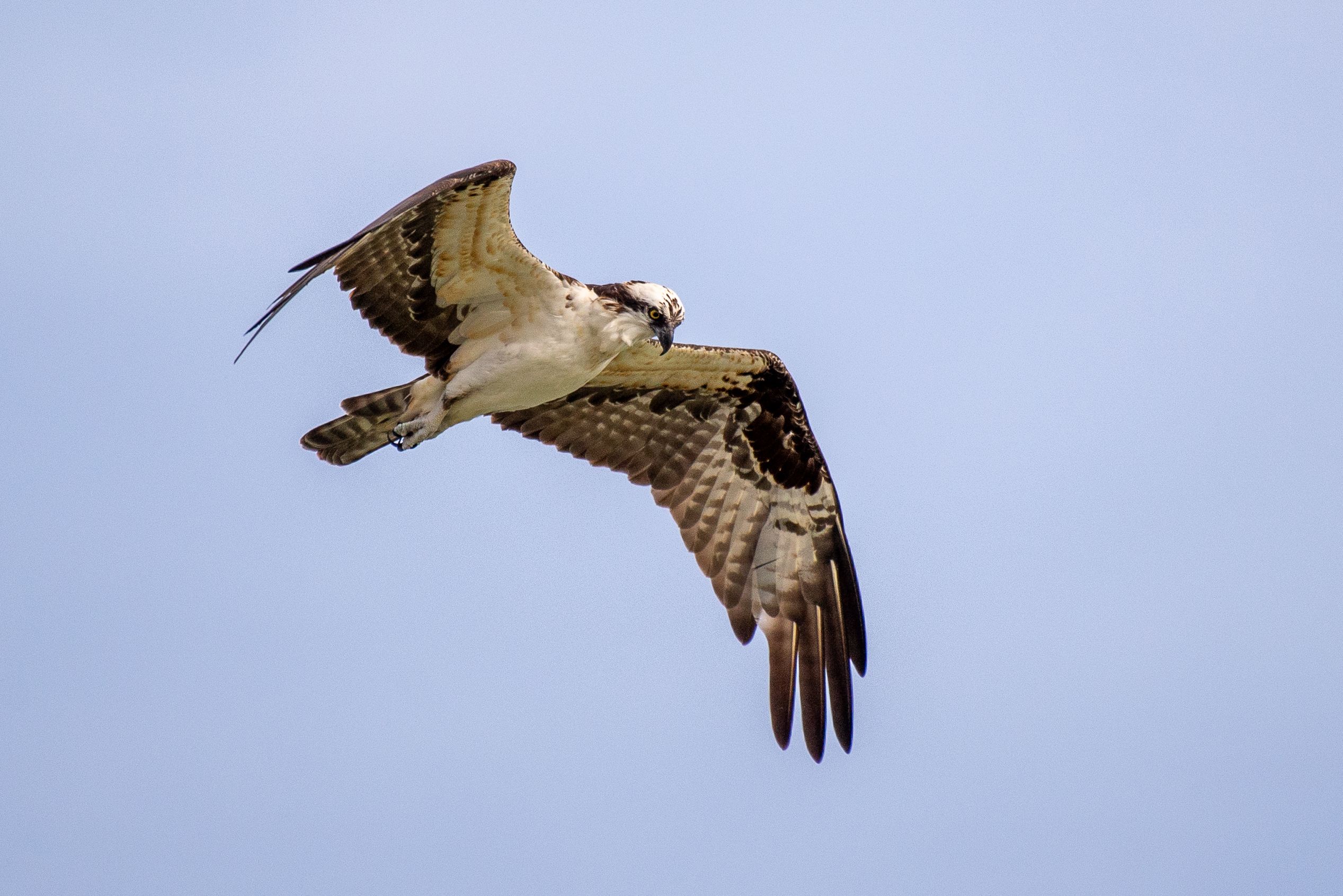Flying Osprey Bird · Free Stock Photo