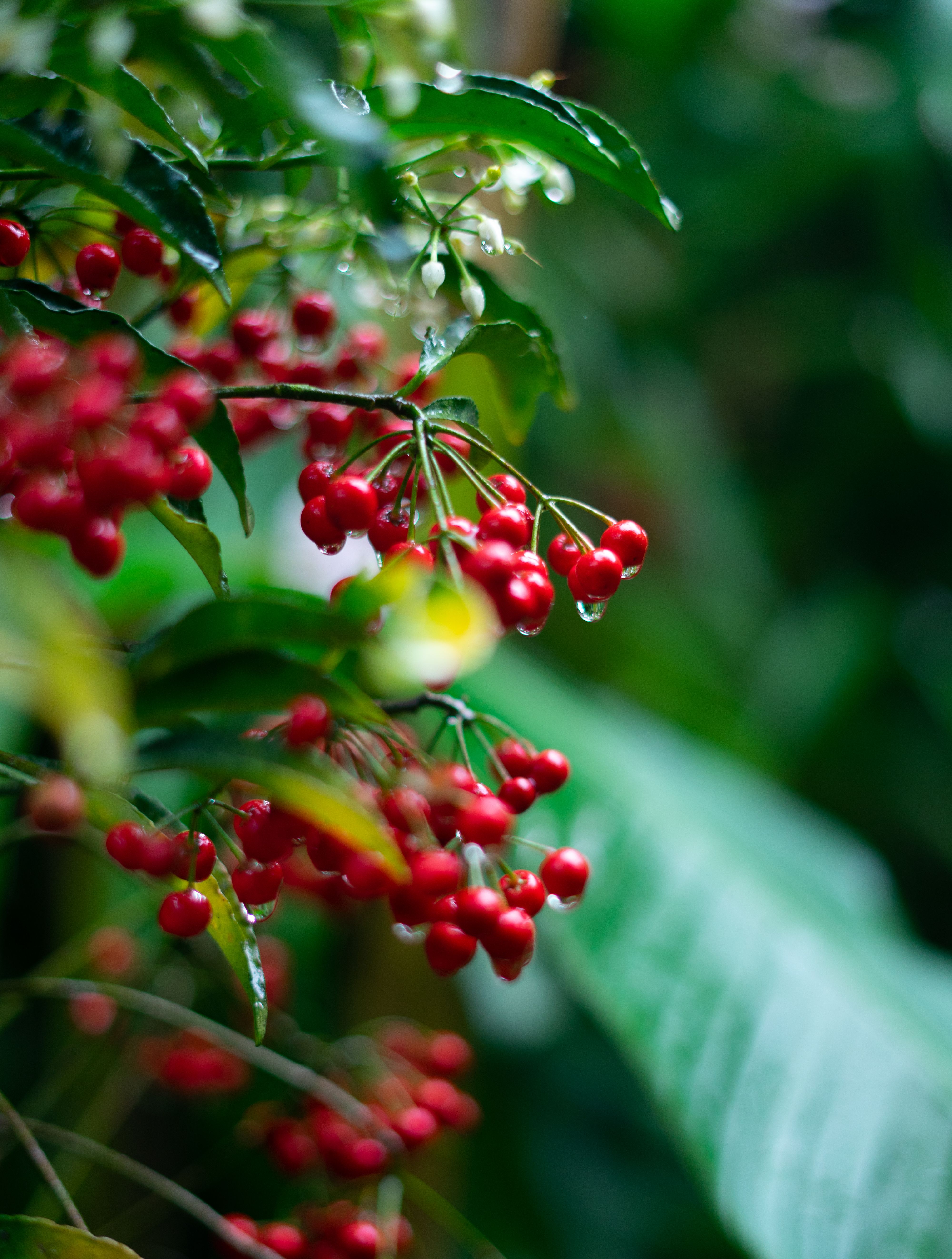 Fruit Tabagi Photos, Download The BEST Free Fruit Tabagi Stock Photos ...