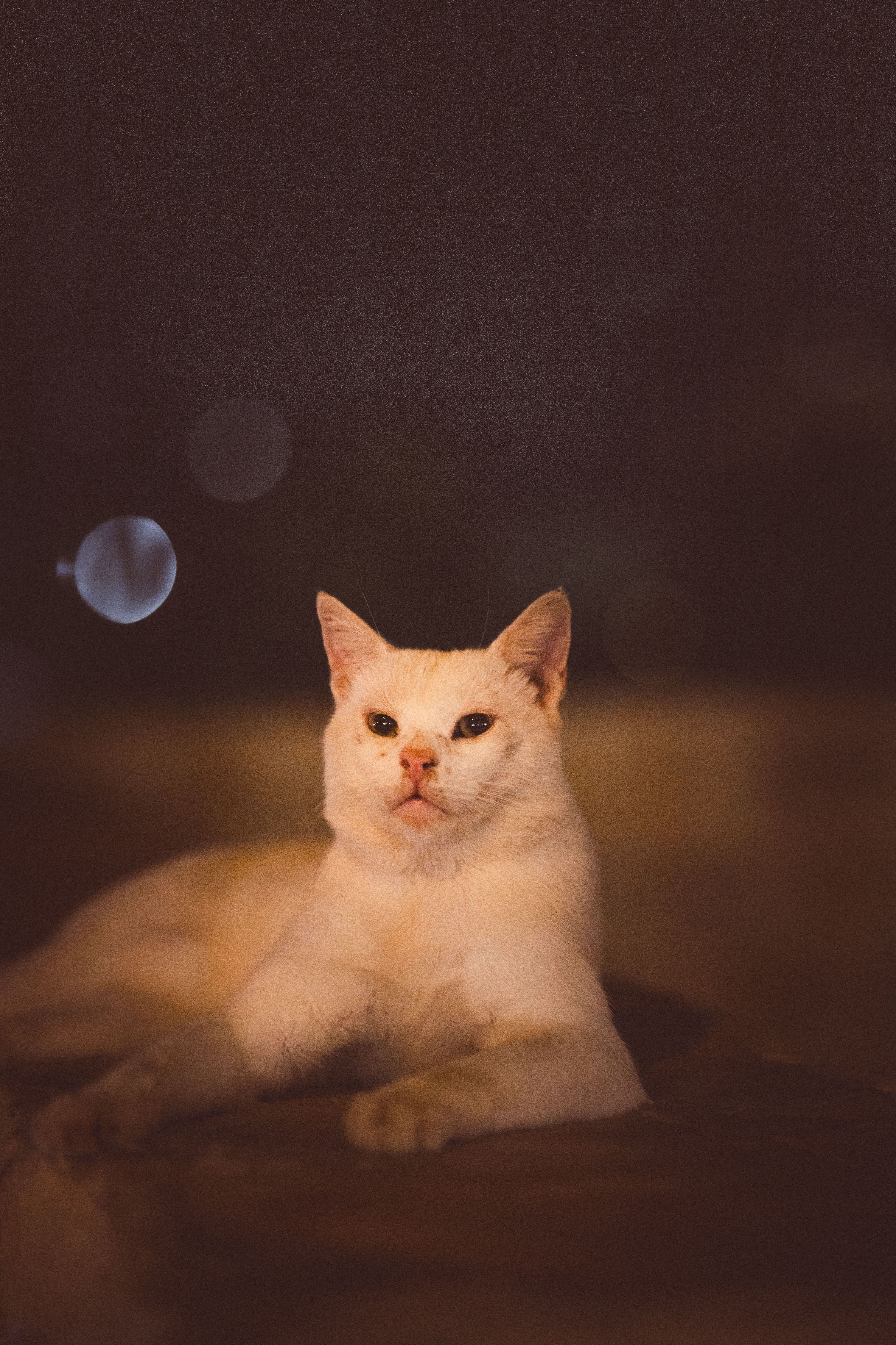 Proud Animals Photos, Download The BEST Free Proud Animals Stock Photos ...