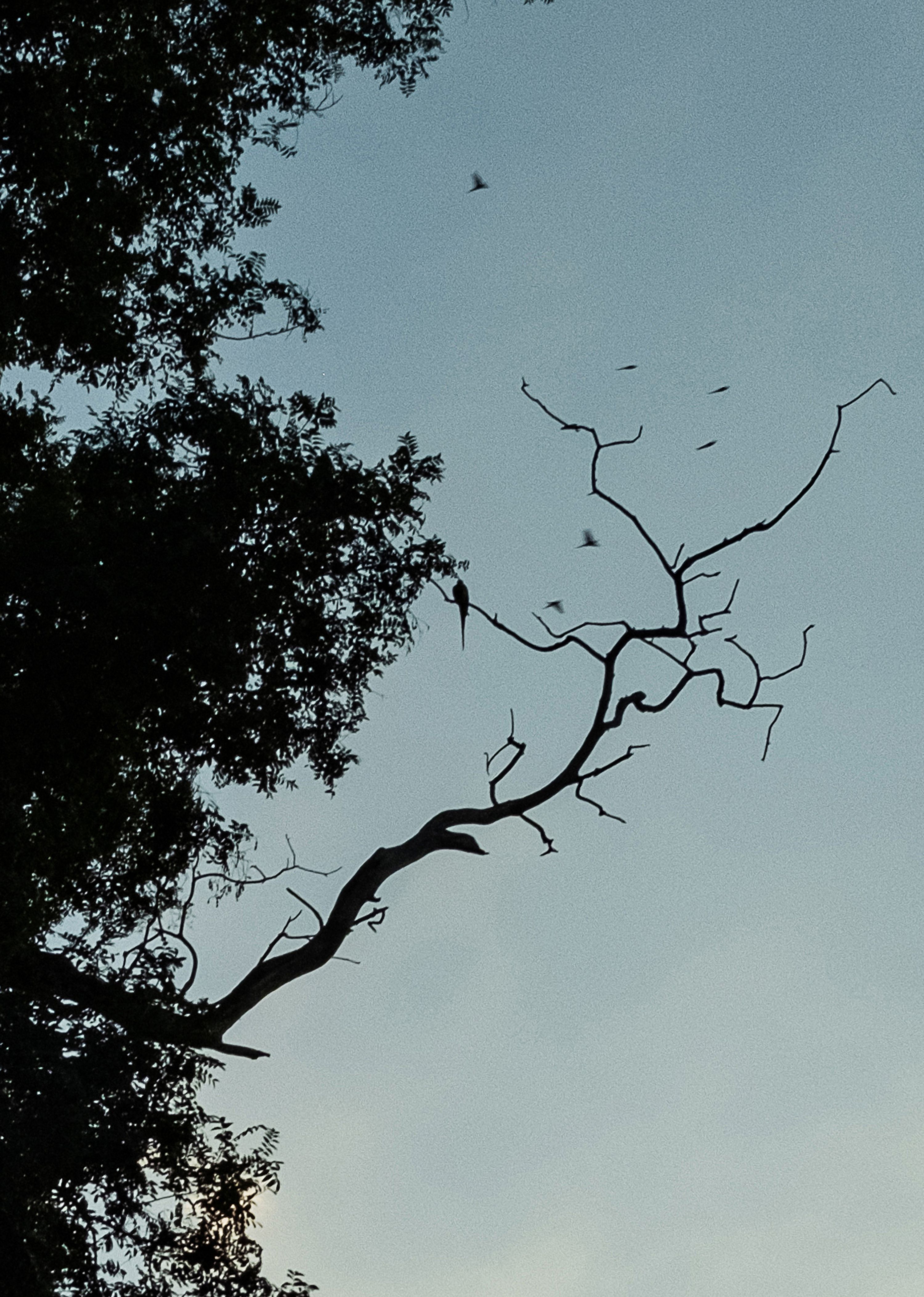 Dried Barren Tree Branches · Free Stock Photo