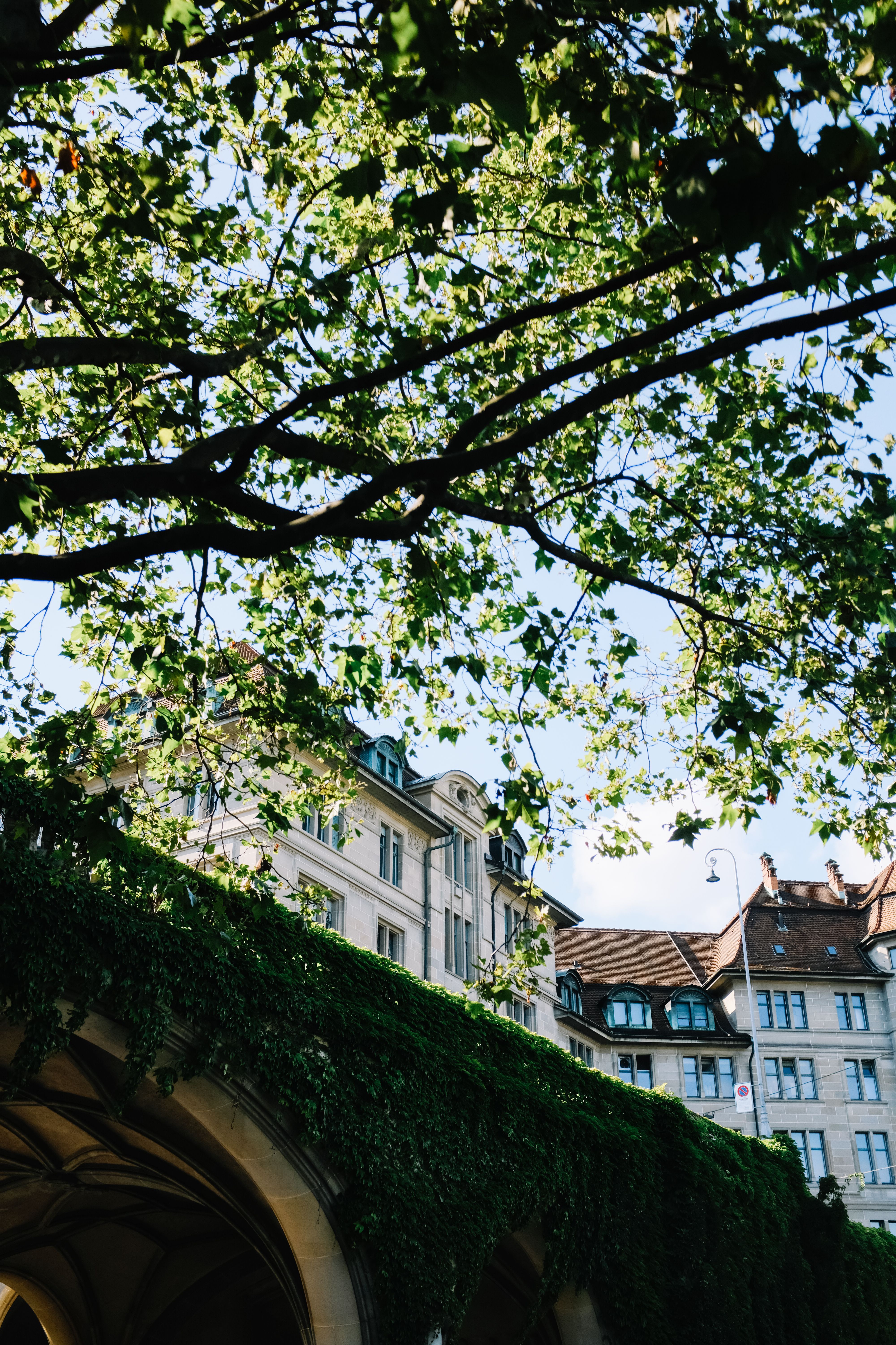 Urban Tenements in Summer · Free Stock Photo