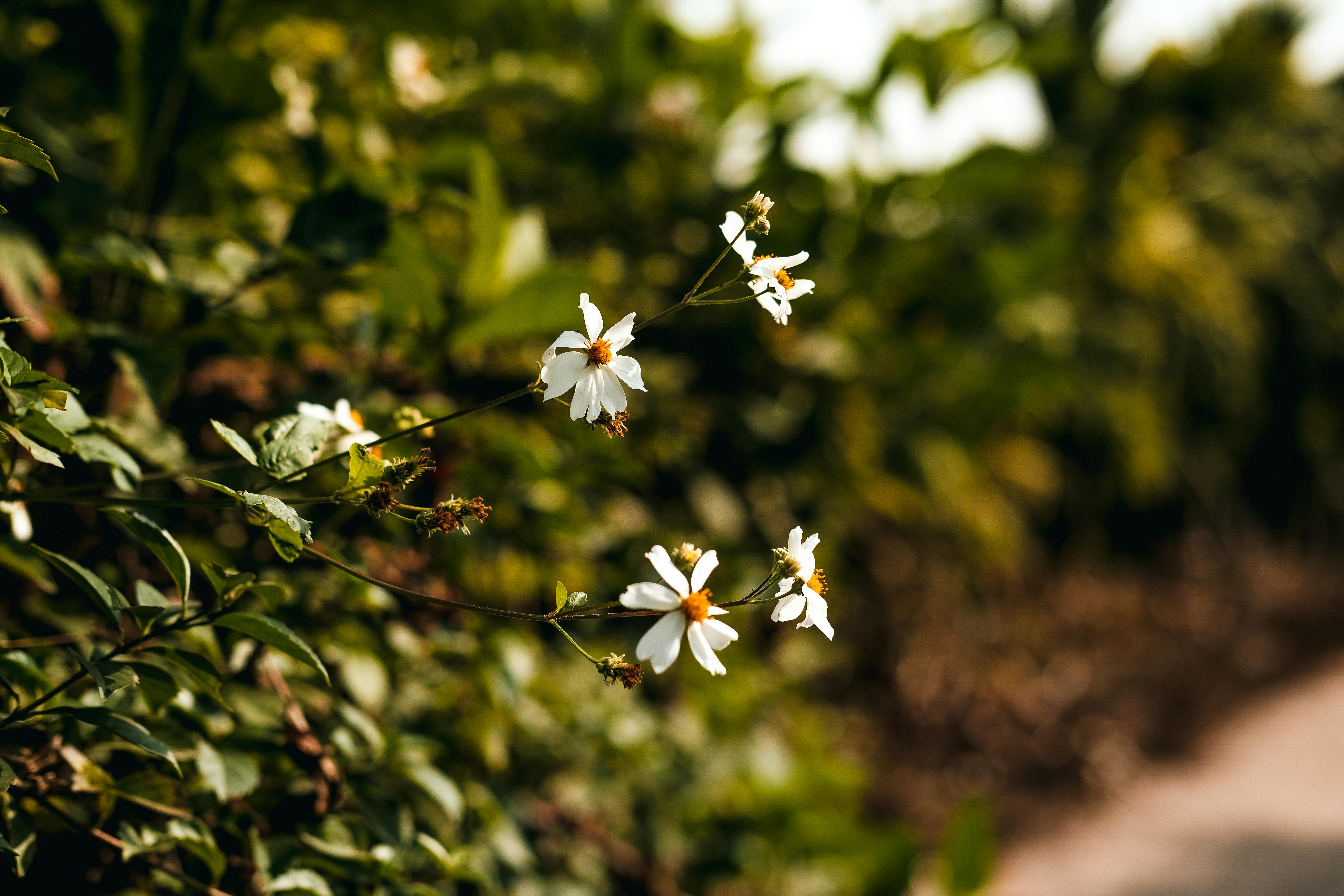 Shrub Stage Photos, Download The BEST Free Shrub Stage Stock Photos ...