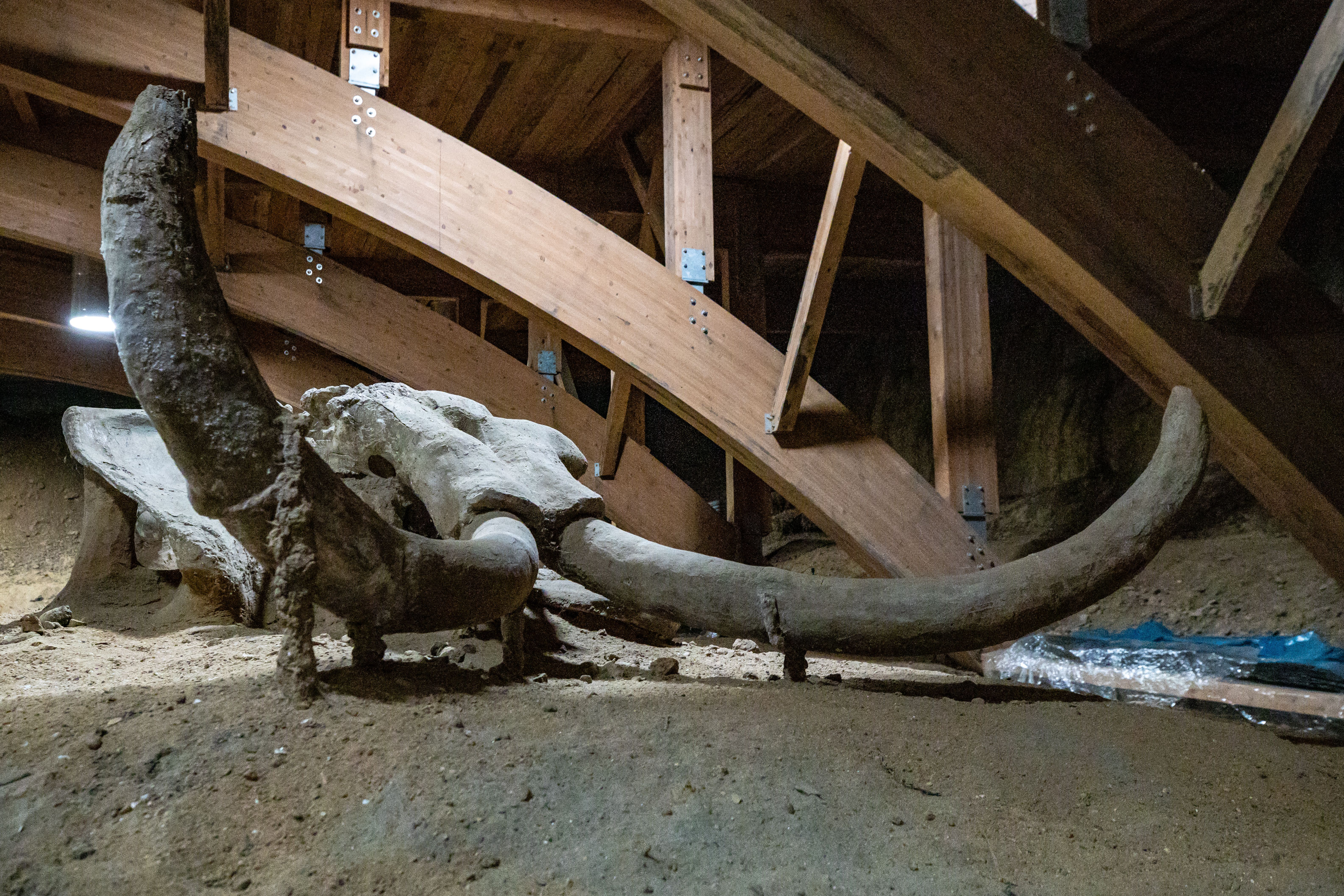 Skeleton of Mammoth at Archaeological Site, Viminacium in Serbia · Free ...
