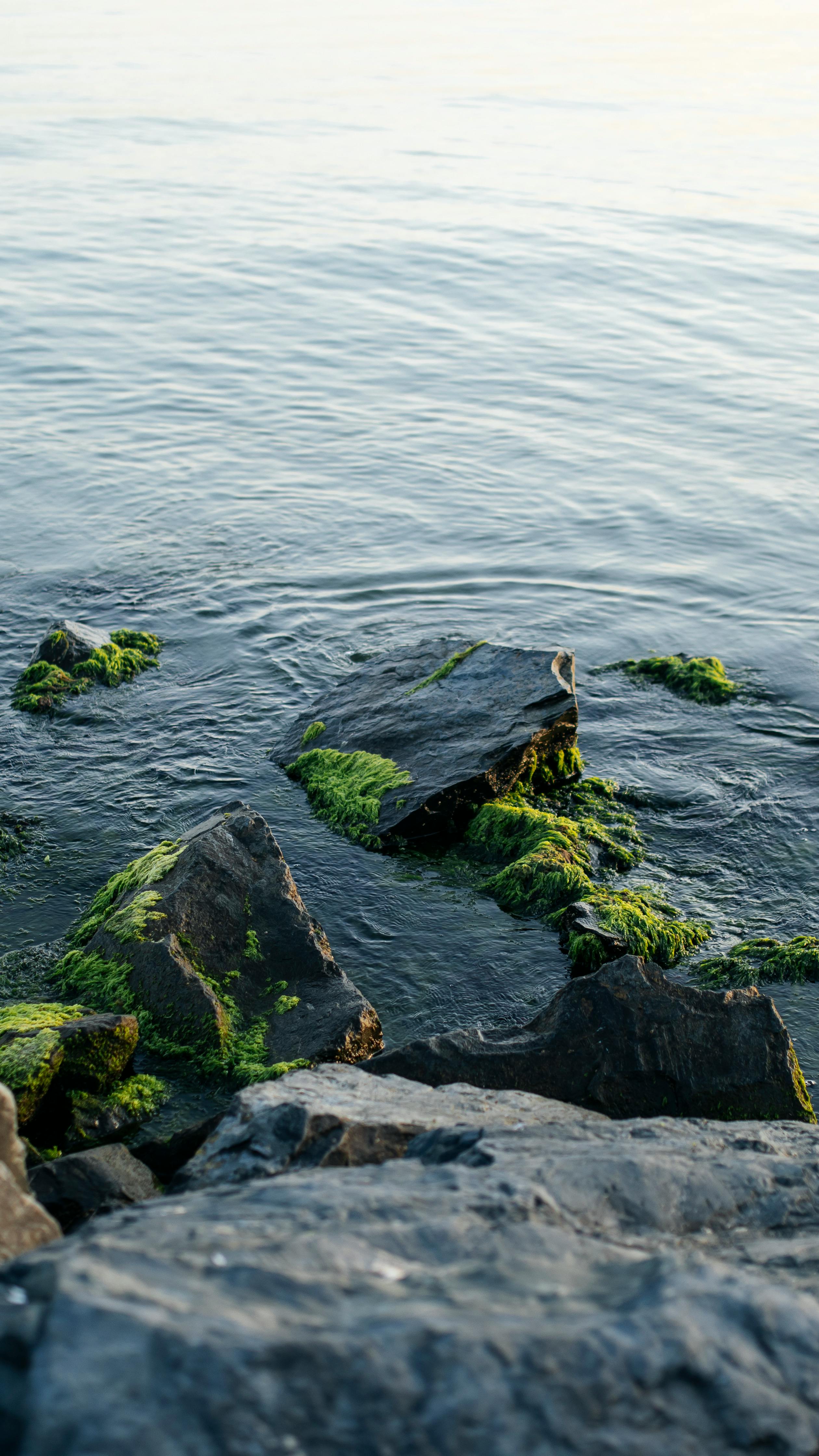 Moss on Rocks in Sea · Free Stock Photo