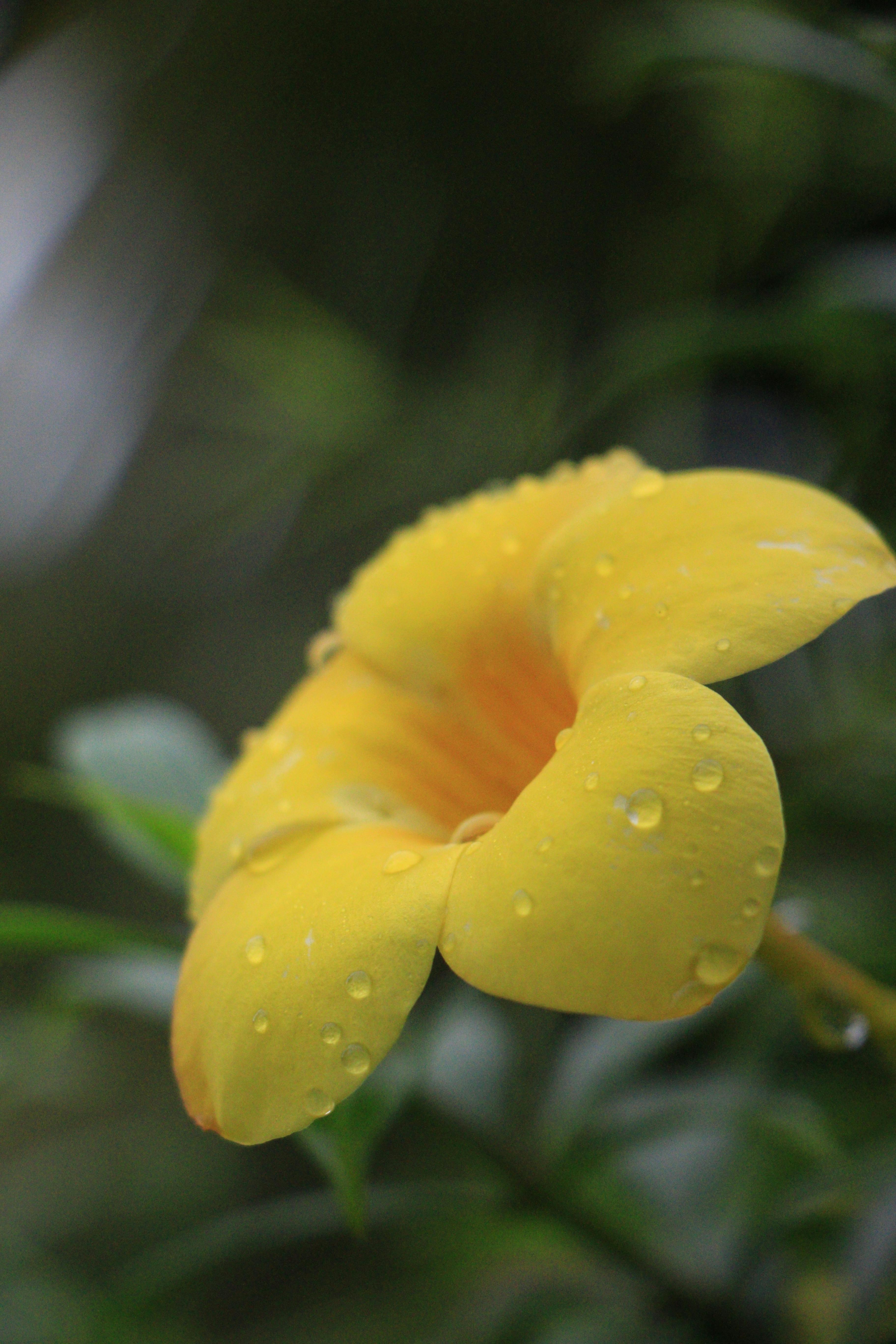 Kushan Chamikara - Photography