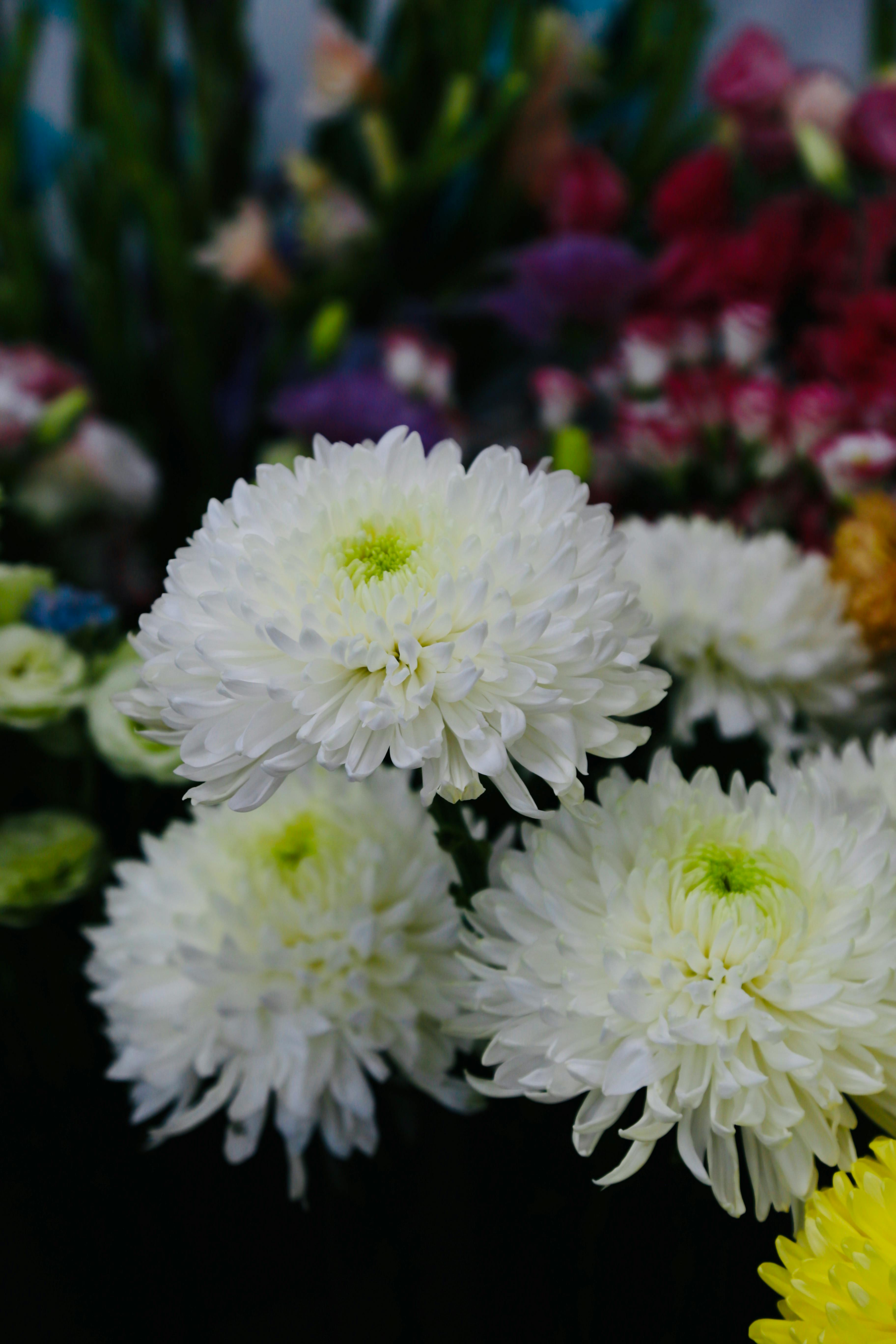 Chrysanthemums on Display · Free Stock Photo