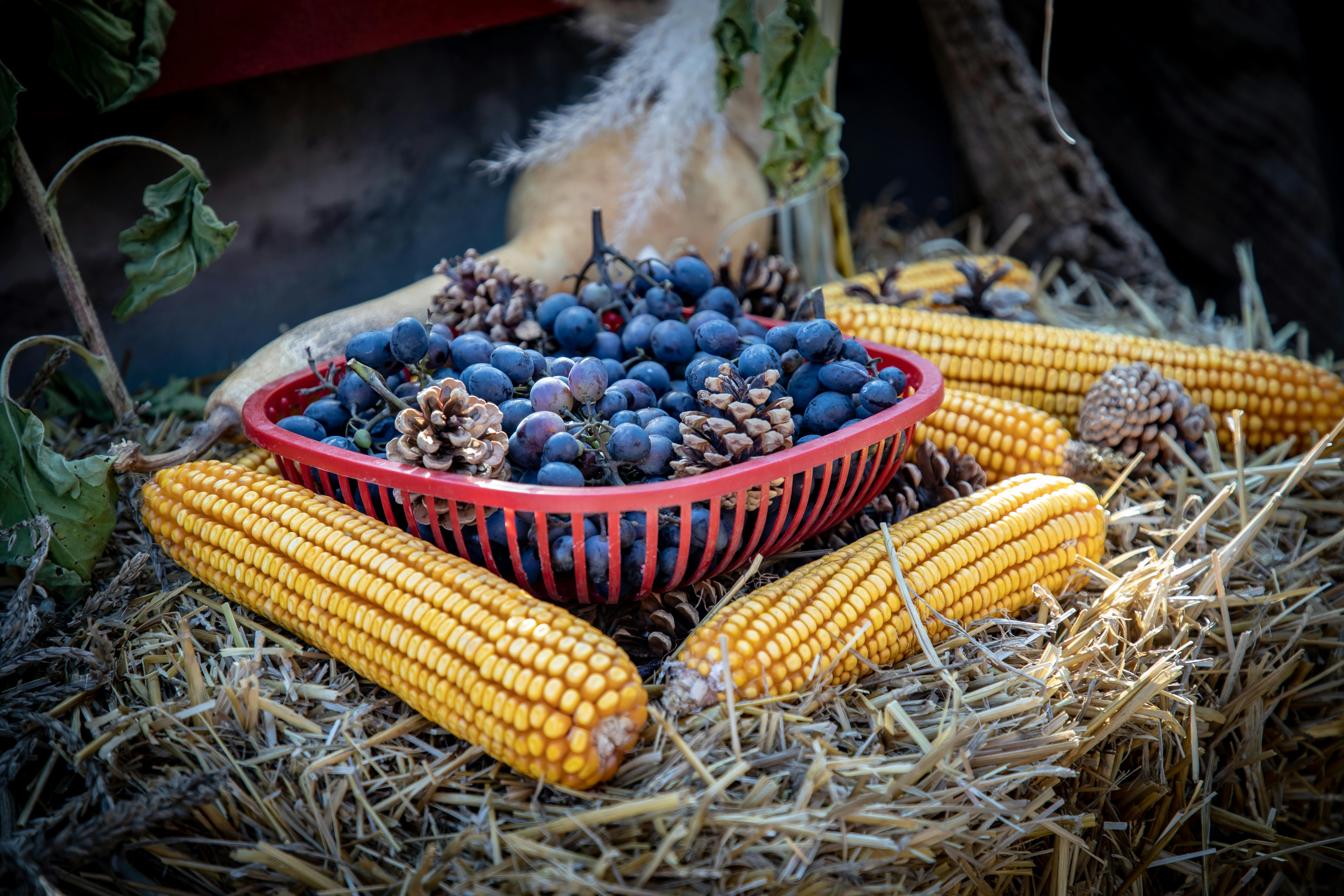 Autumn Harvest with Grapes and Corn · Free Stock Photo
