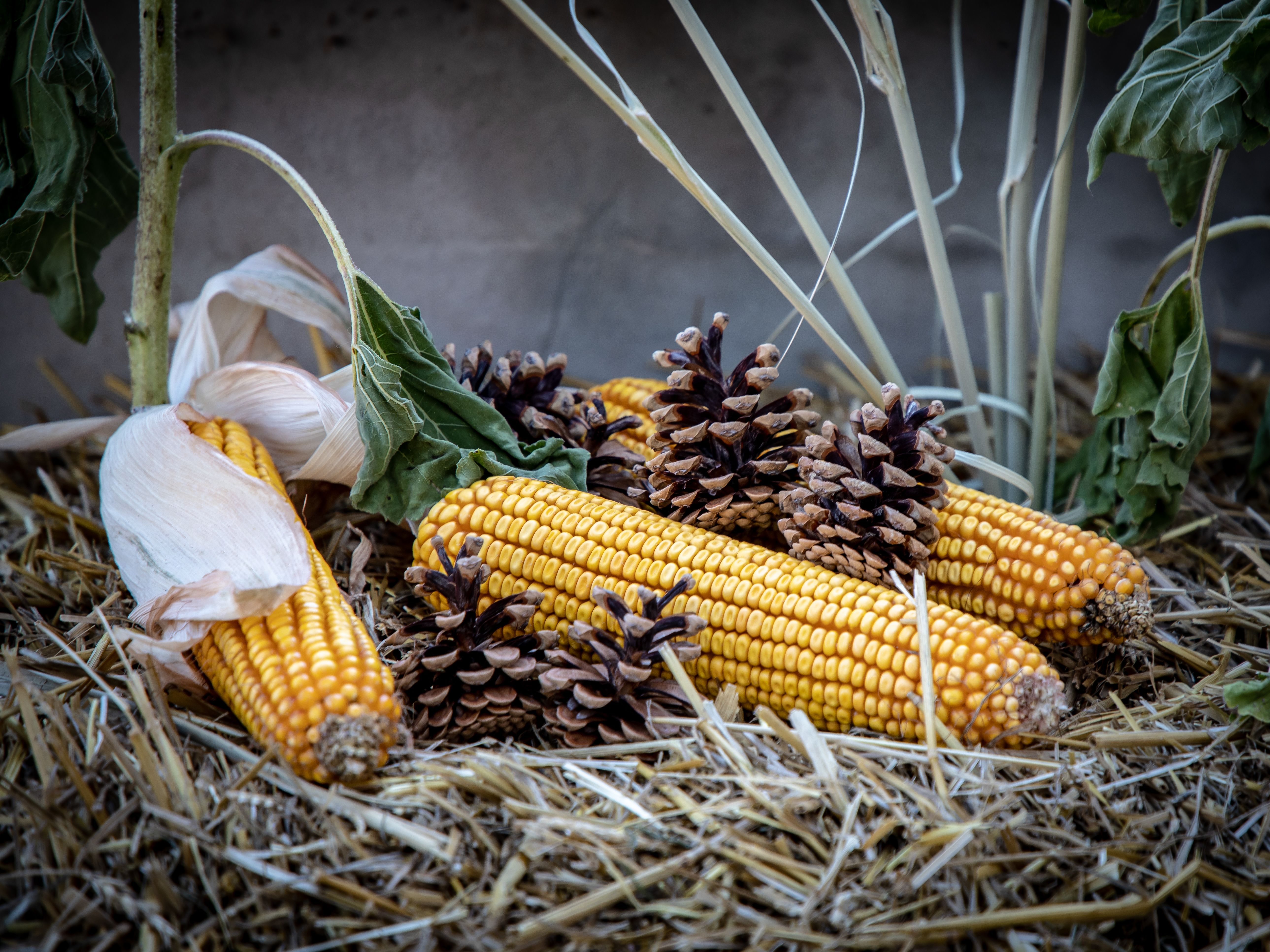 Shallow Focus Photography of Brown Conifer Cone · Free Stock Photo