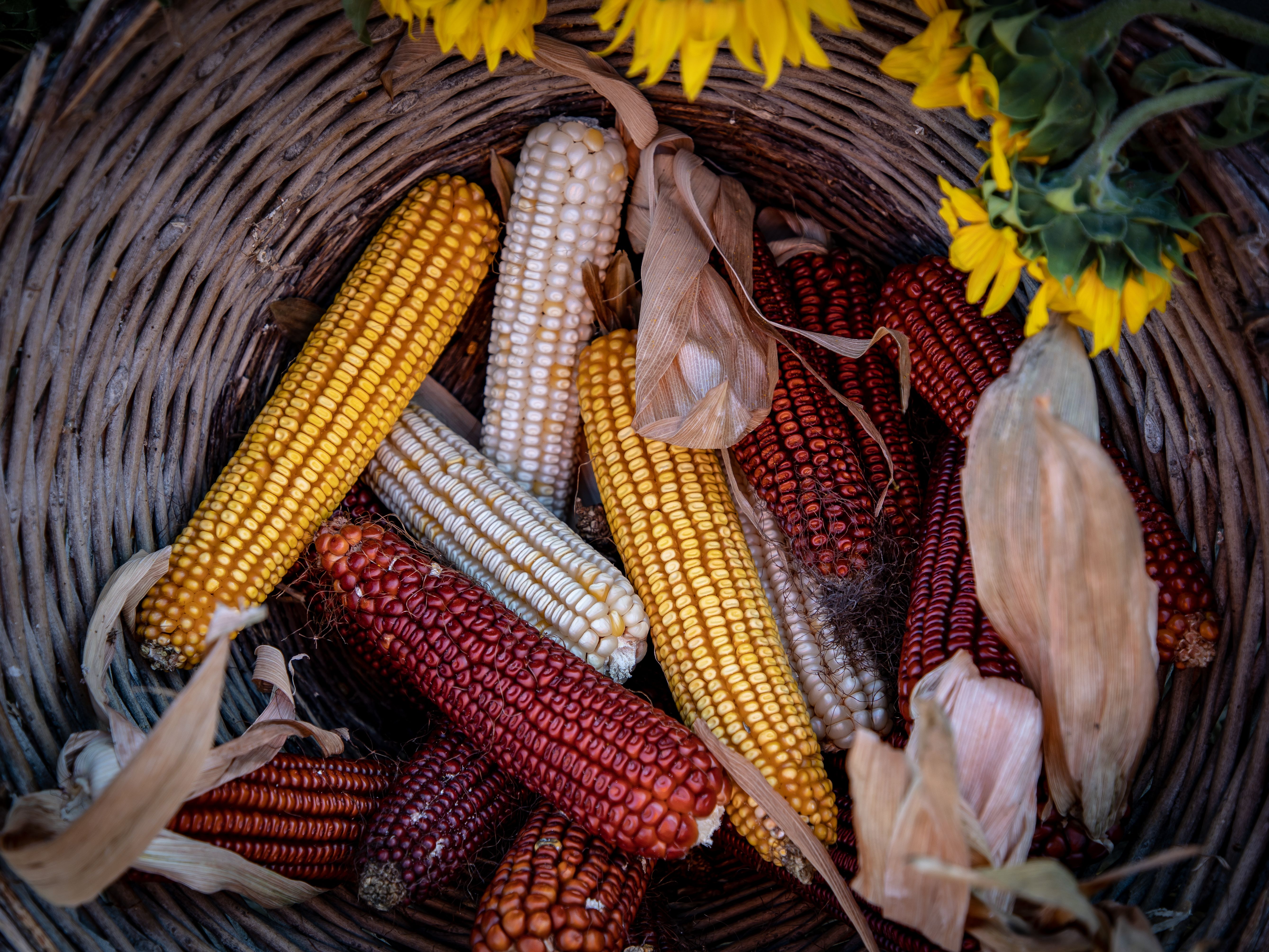 Corn Harvest in Wicker Basket · Free Stock Photo