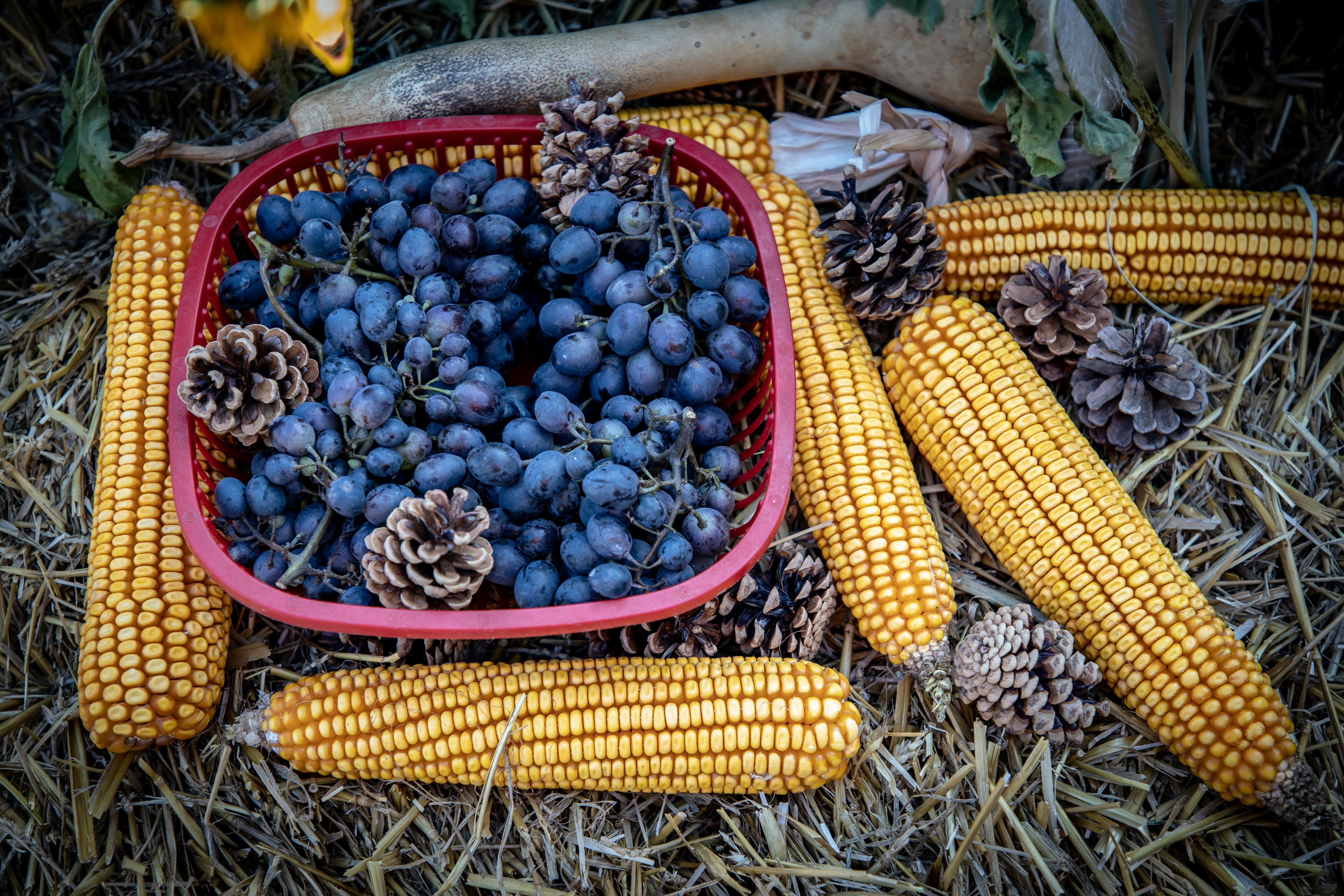 Corn and Grapes on Hay · Free Stock Photo