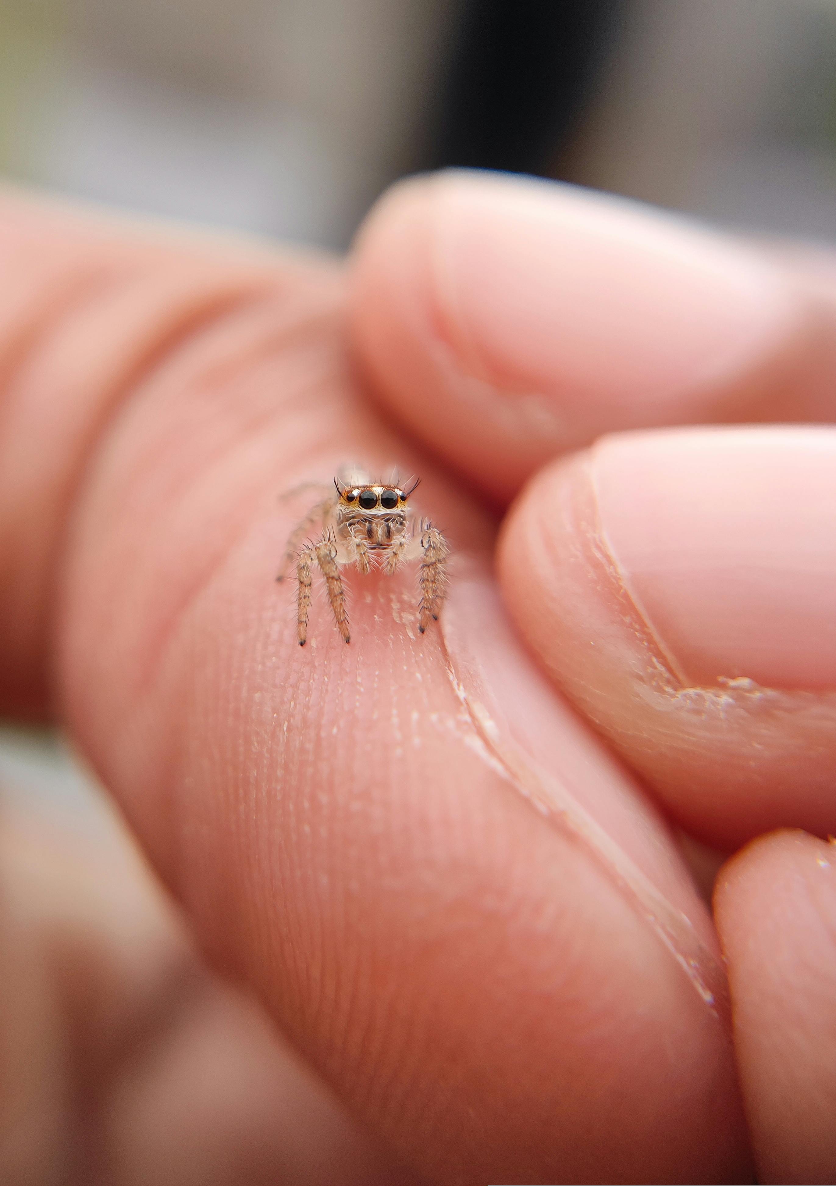 Tiny Spider on Finger · Free Stock Photo