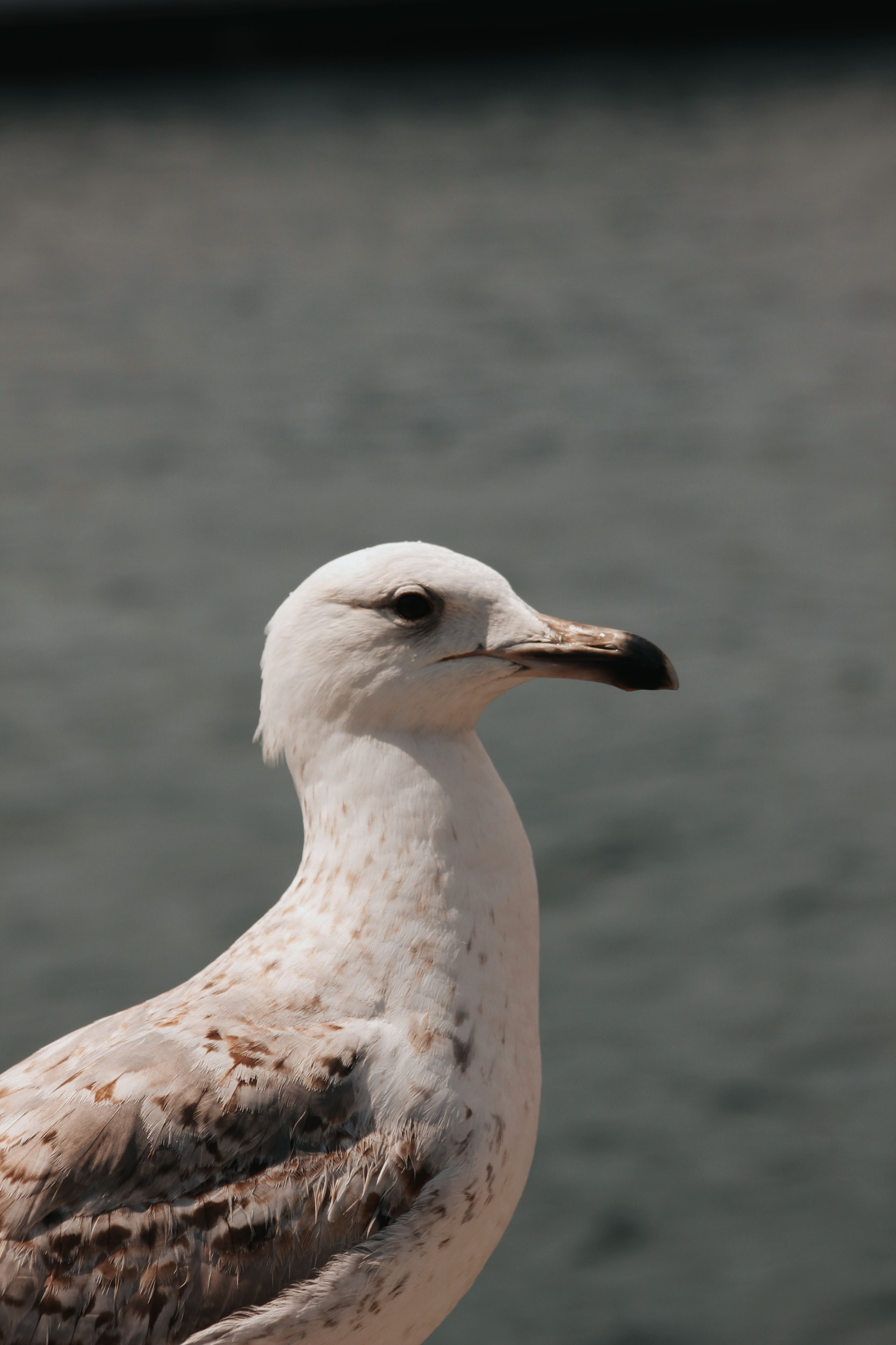 Portrait of Seagull Swimming · Free Stock Photo