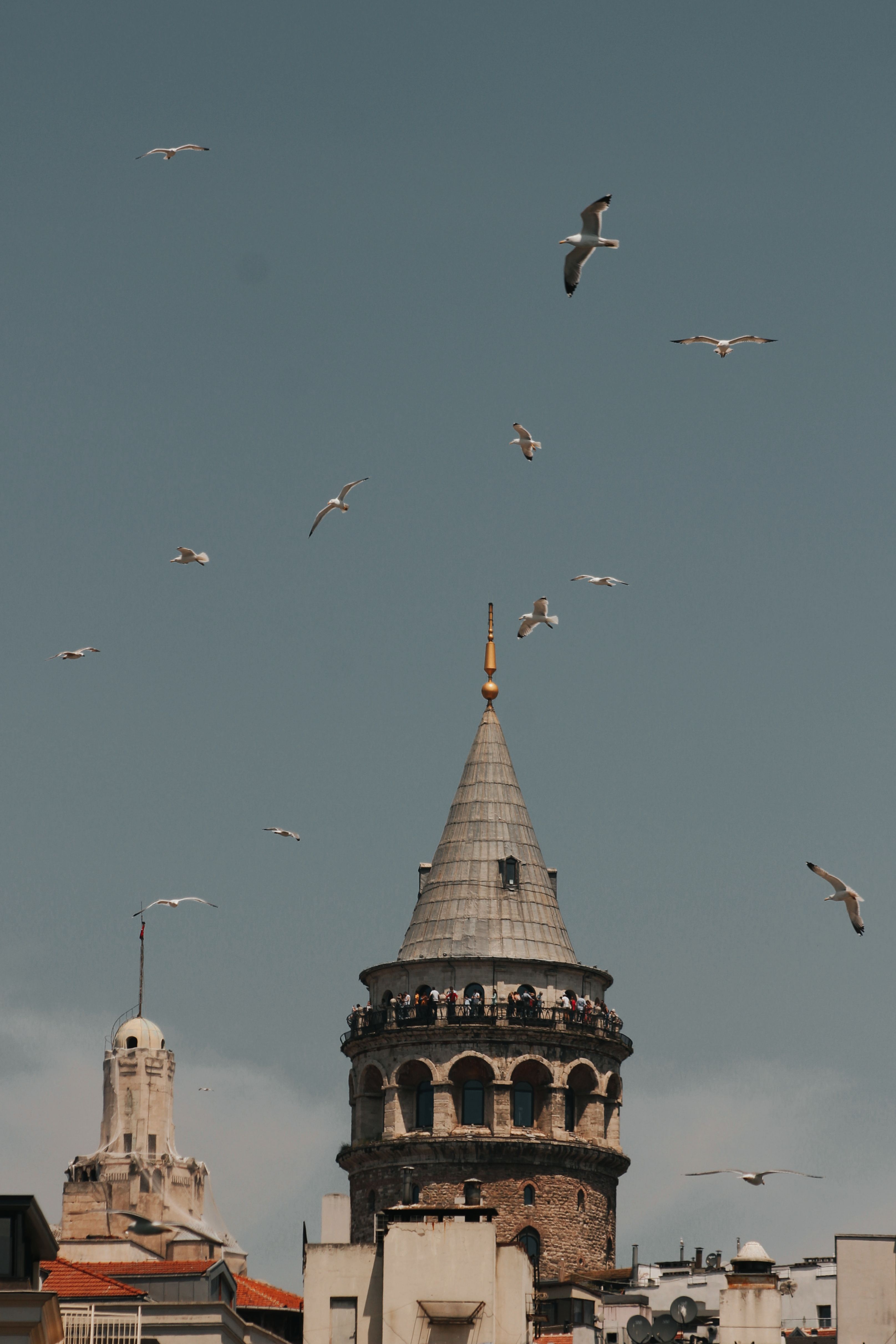 Terrestrial Birds Photos, Download The BEST Free Terrestrial Birds ...