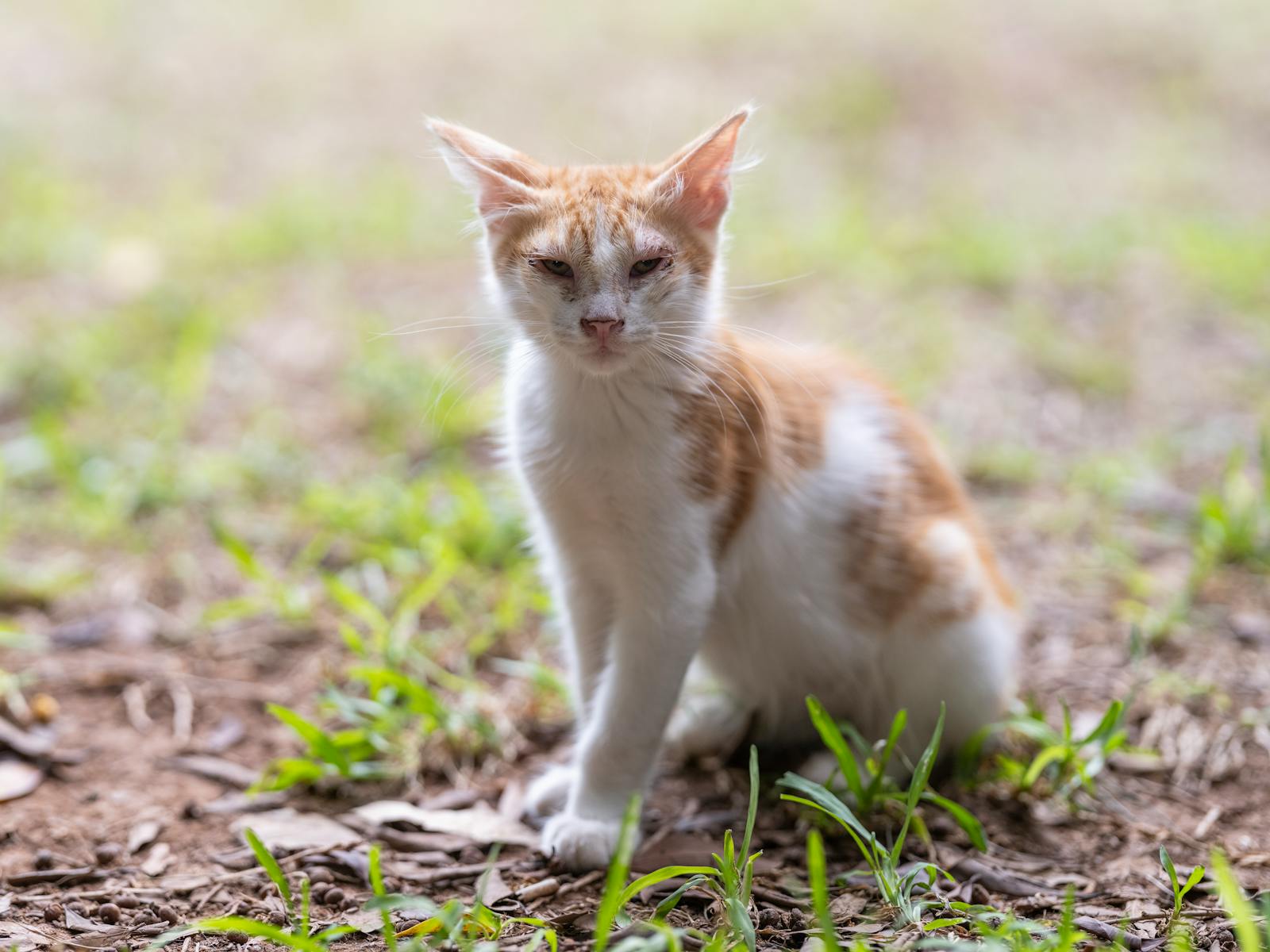 Cat Sitting Photos, Download The BEST Free Cat Sitting Stock Photos ...