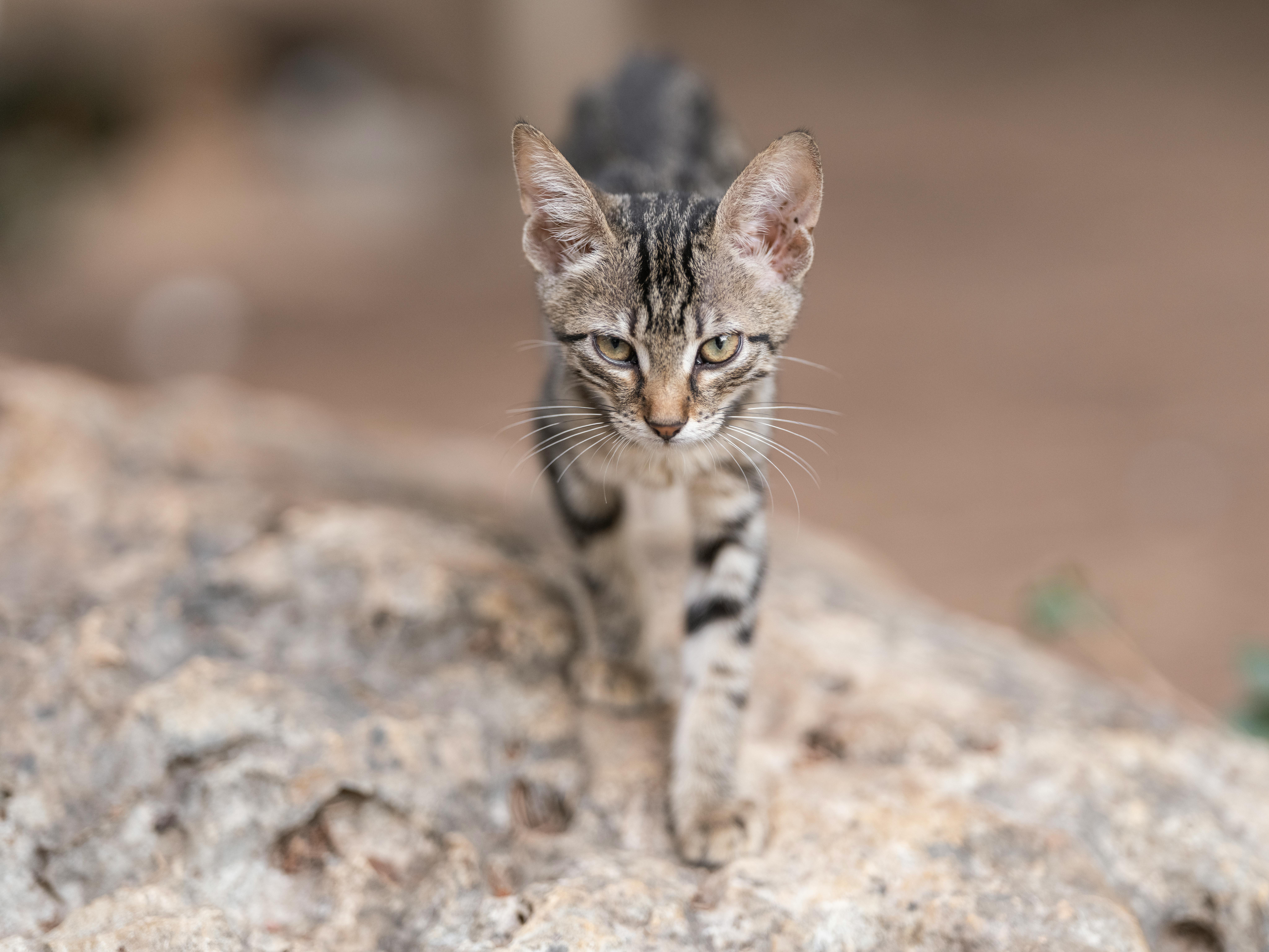 Creeby Cat Vector Photos, Download The BEST Free Creeby Cat Vector ...