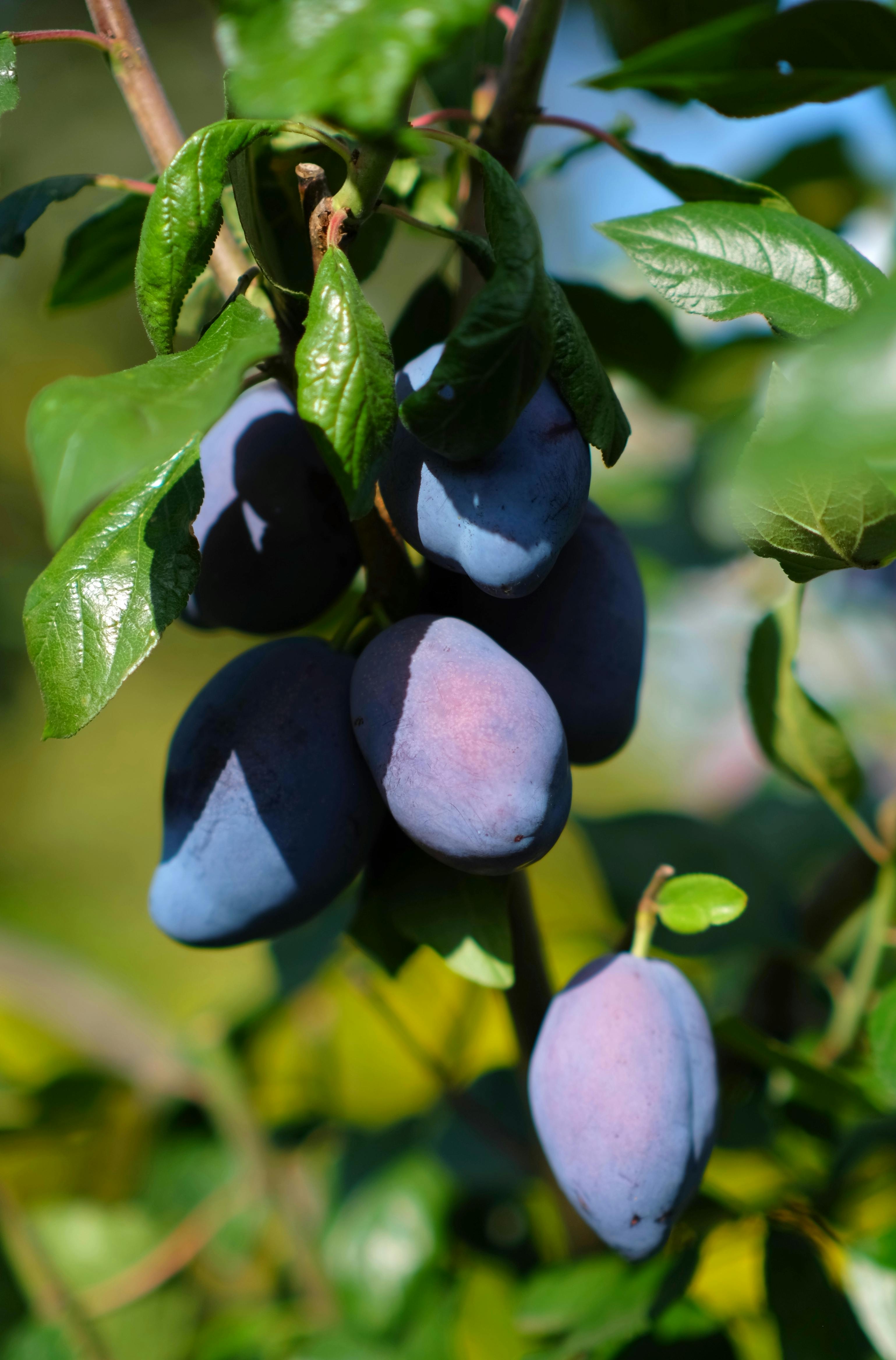 Branch With Plums Photos, Download The BEST Free Branch With Plums ...