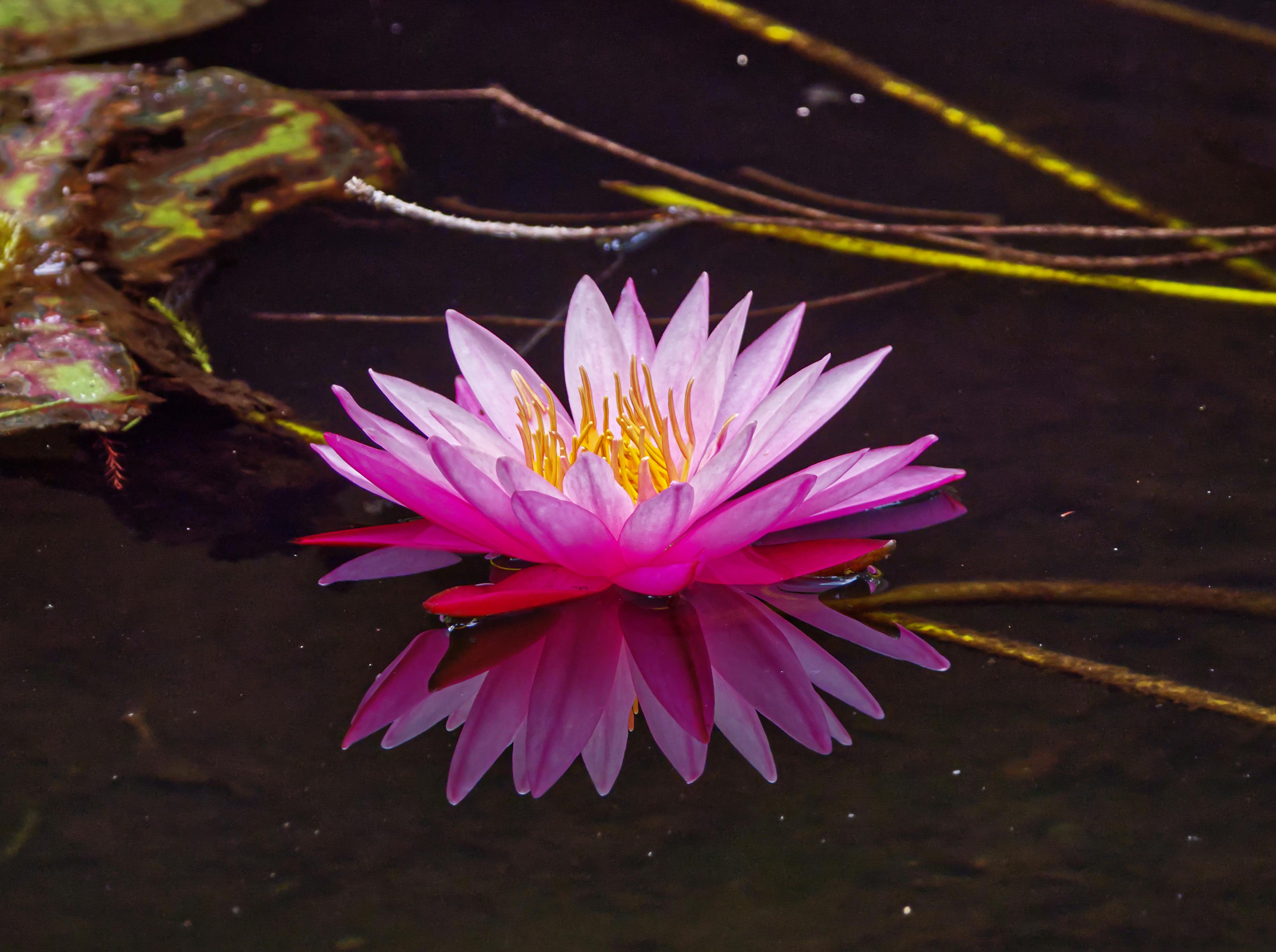 Mimi Pink Photos, Download The BEST Free Mimi Pink Stock Photos & HD Images