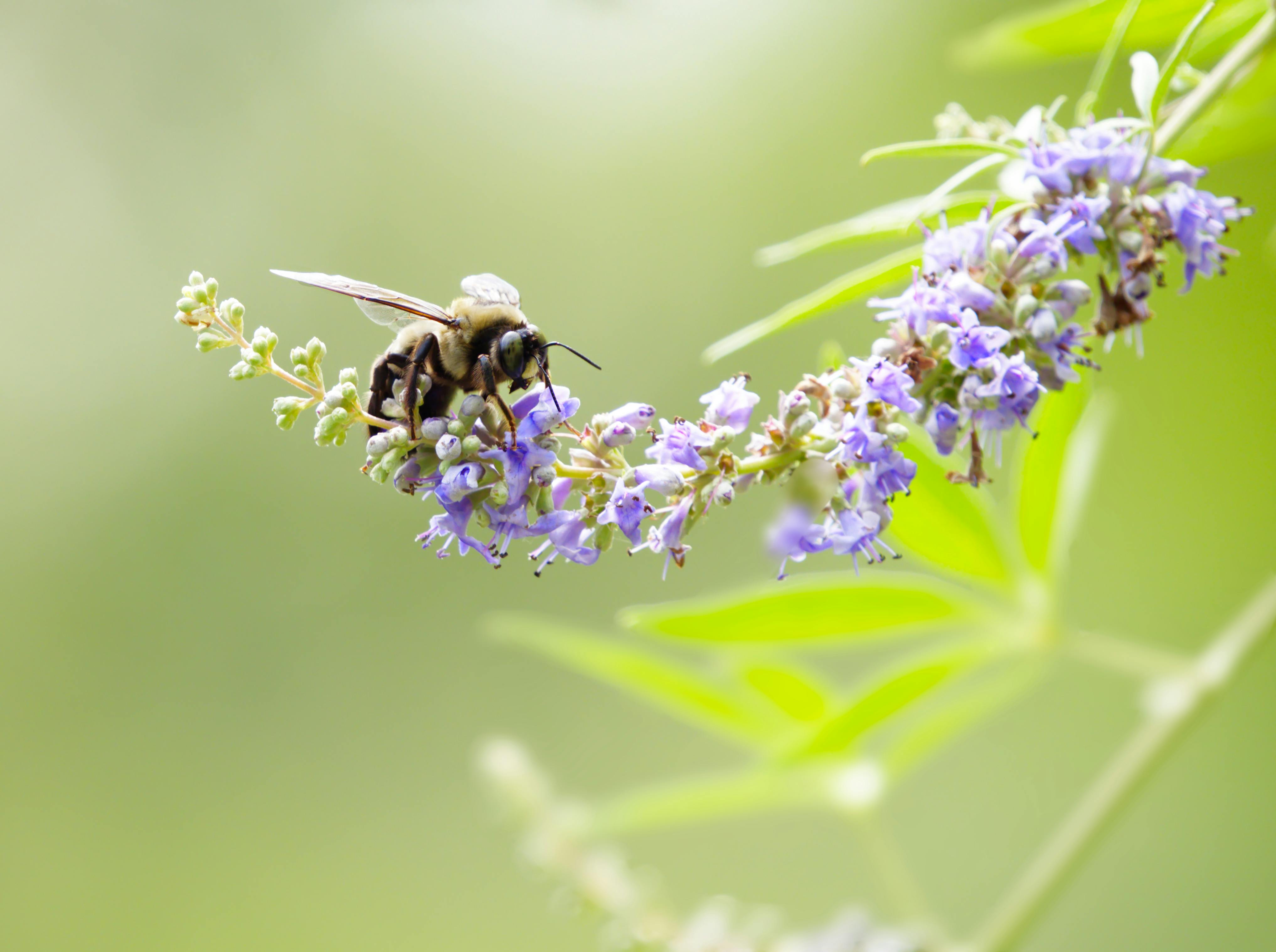 Foto de stock gratuita sobre @al aire libre, abeja, abeja en flor, apis ...