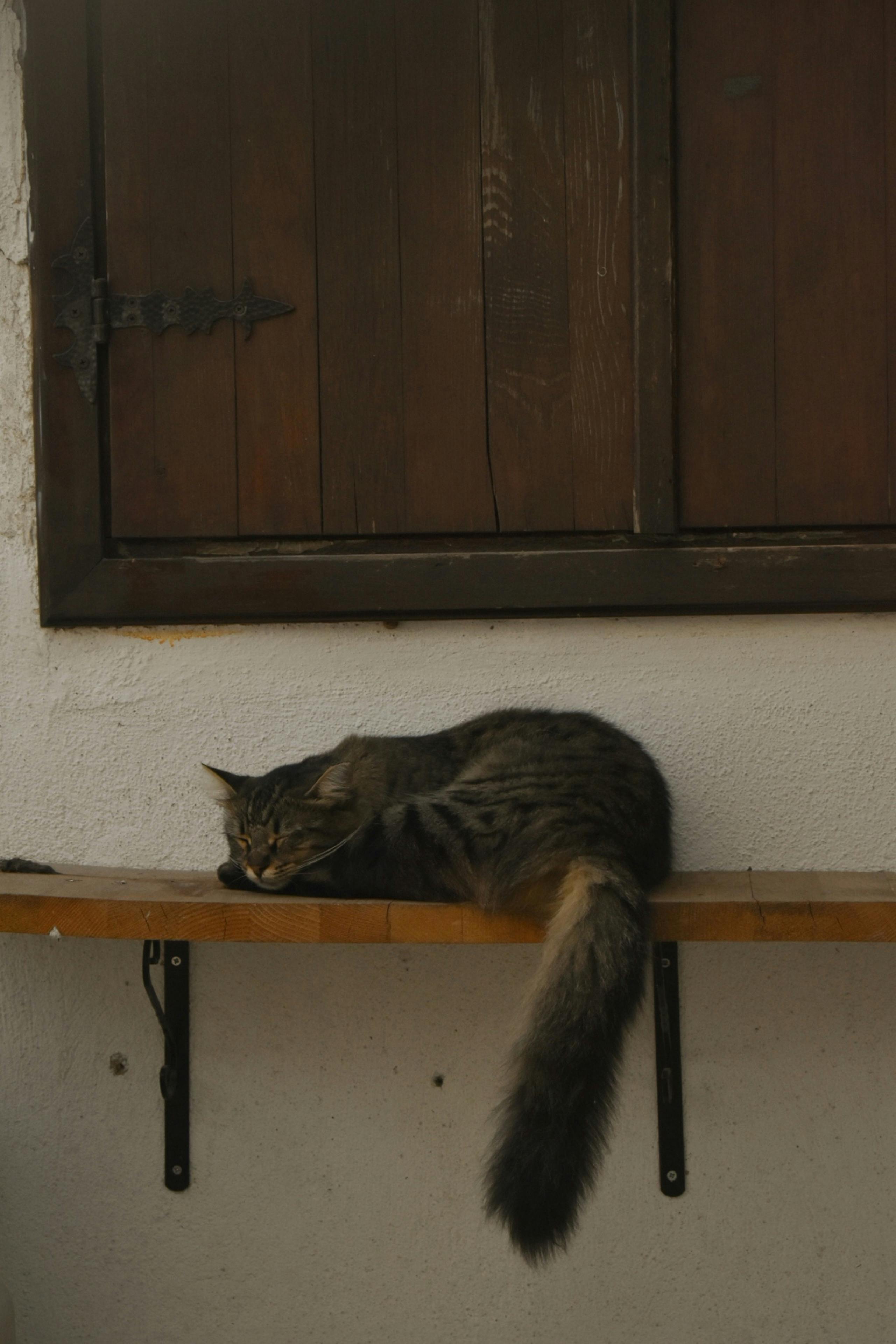 Photo of a Lying Cat · Free Stock Photo