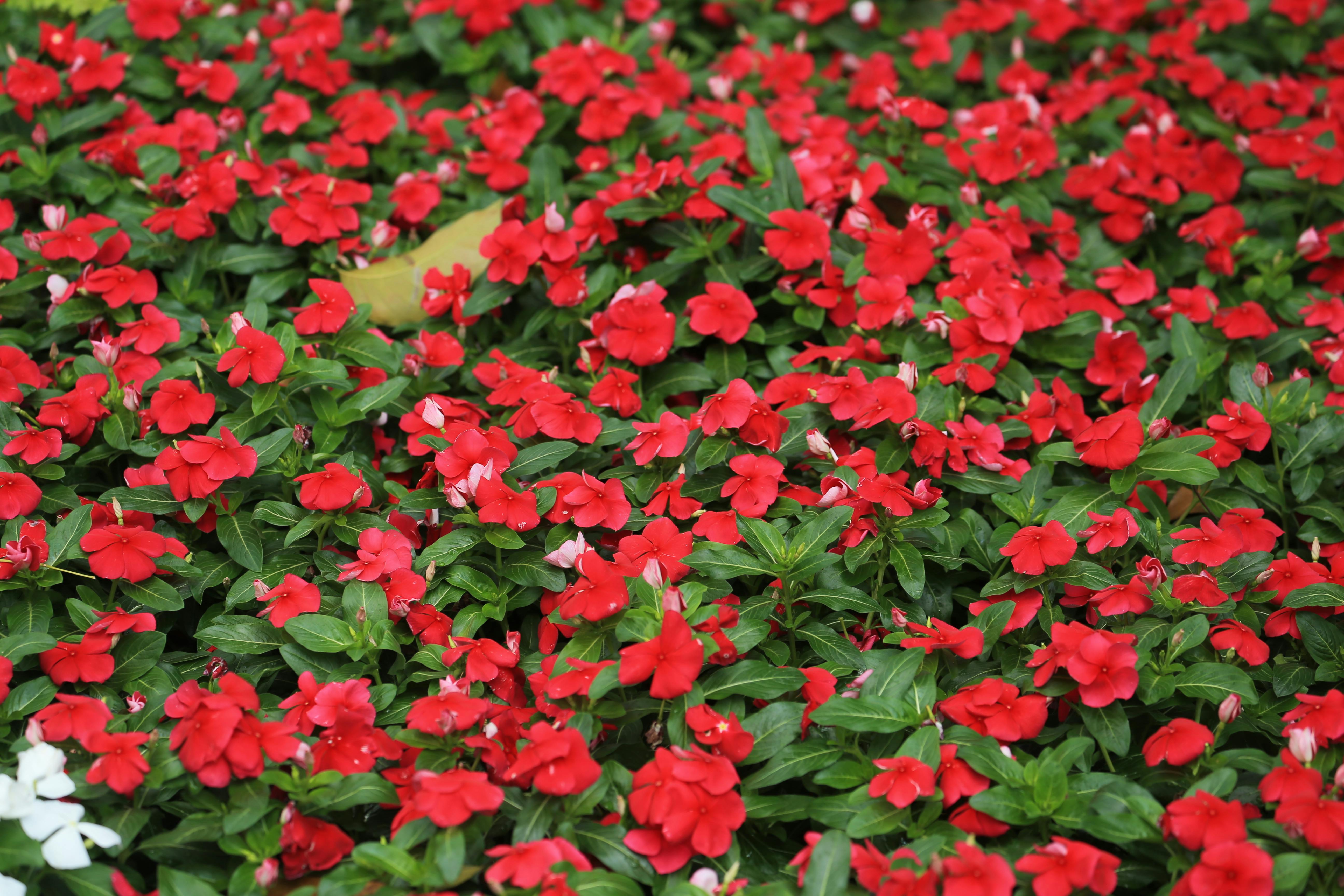 Shrub Stage Photos, Download The BEST Free Shrub Stage Stock Photos ...