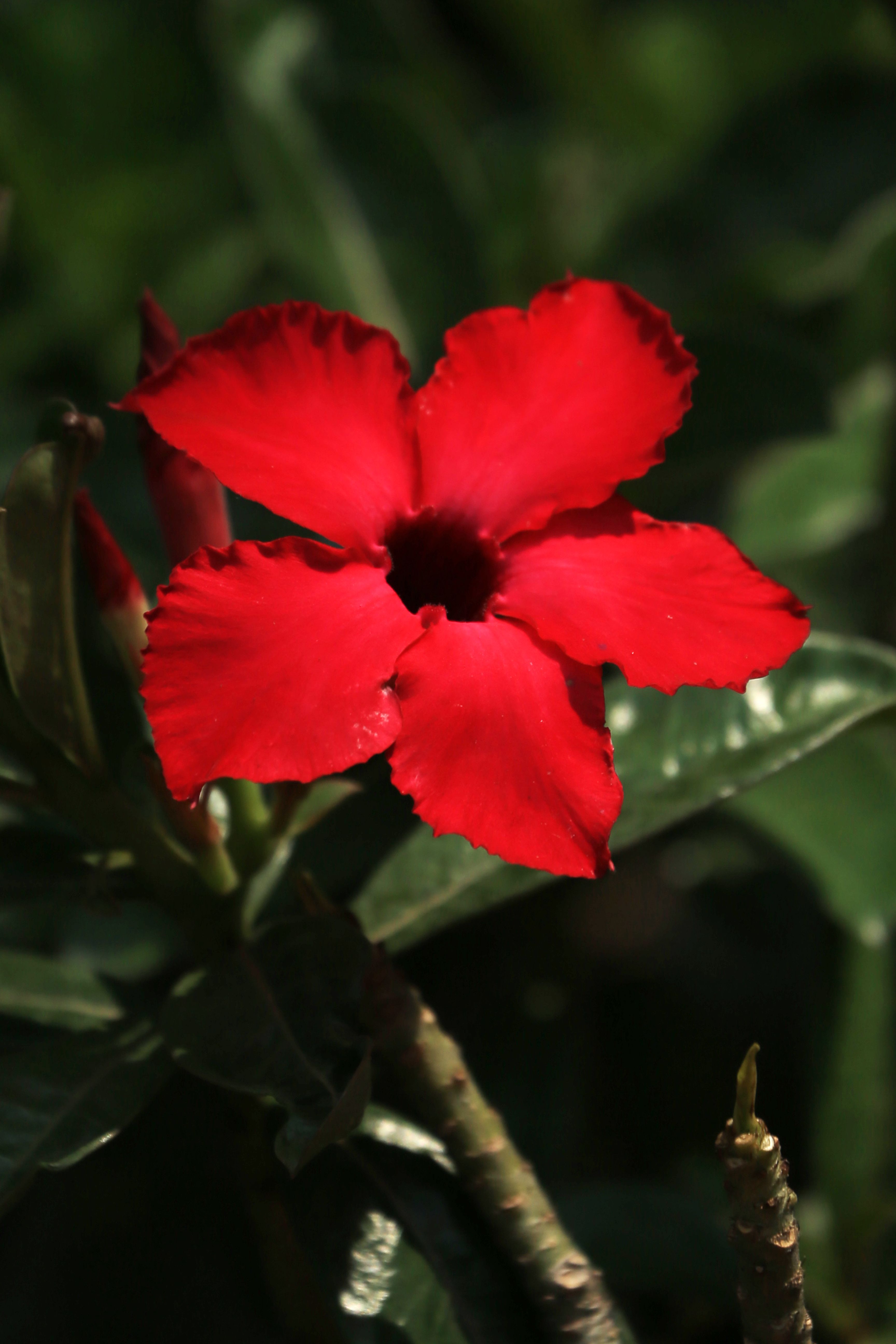 Close-up of a Red Desert Rose · Free Stock Photo