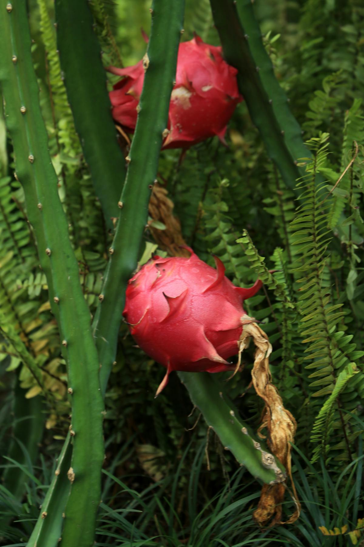 Pitaya Plant Photos, Download The BEST Free Pitaya Plant Stock Photos ...
