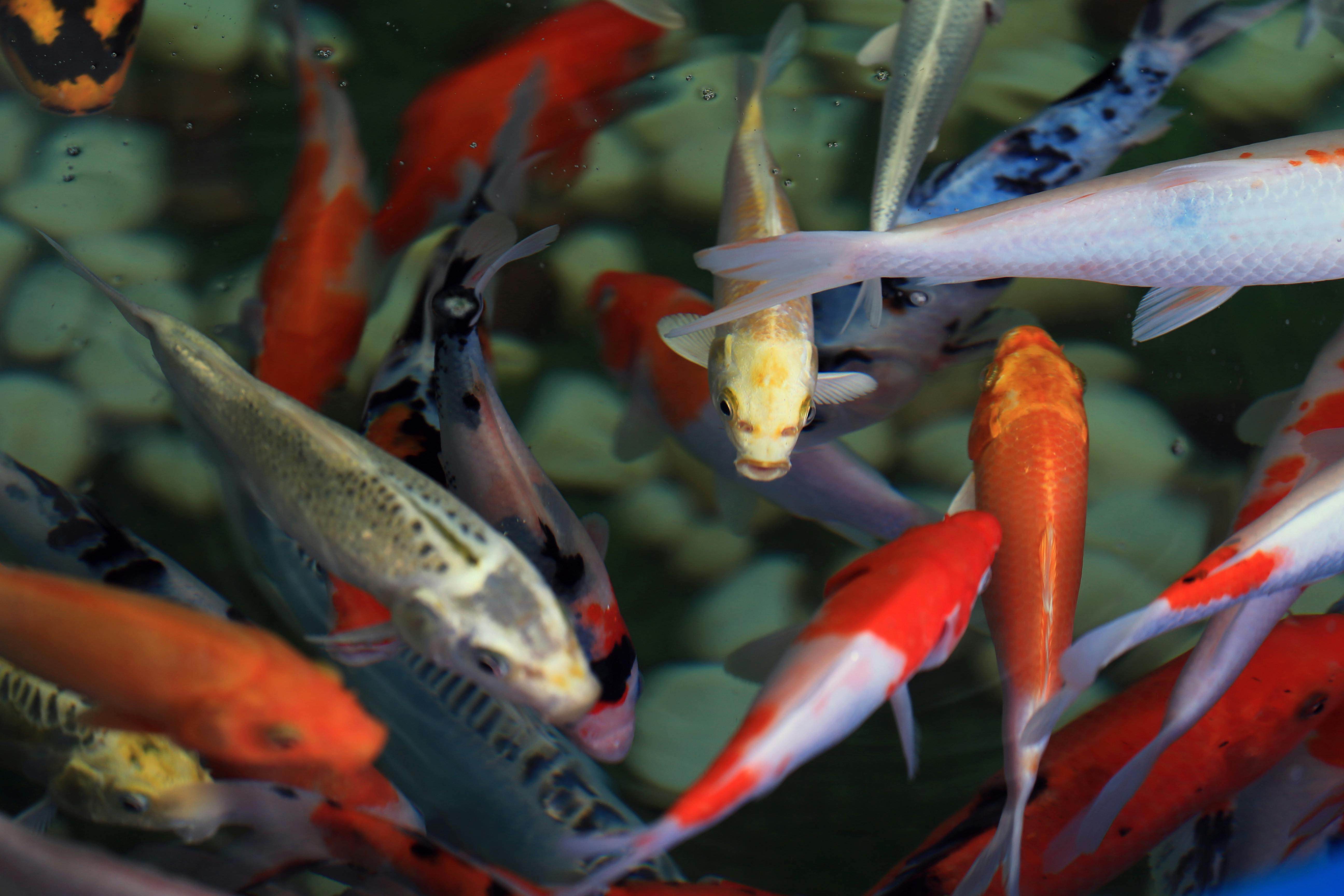 School Of Koi Fish · Free Stock Photo