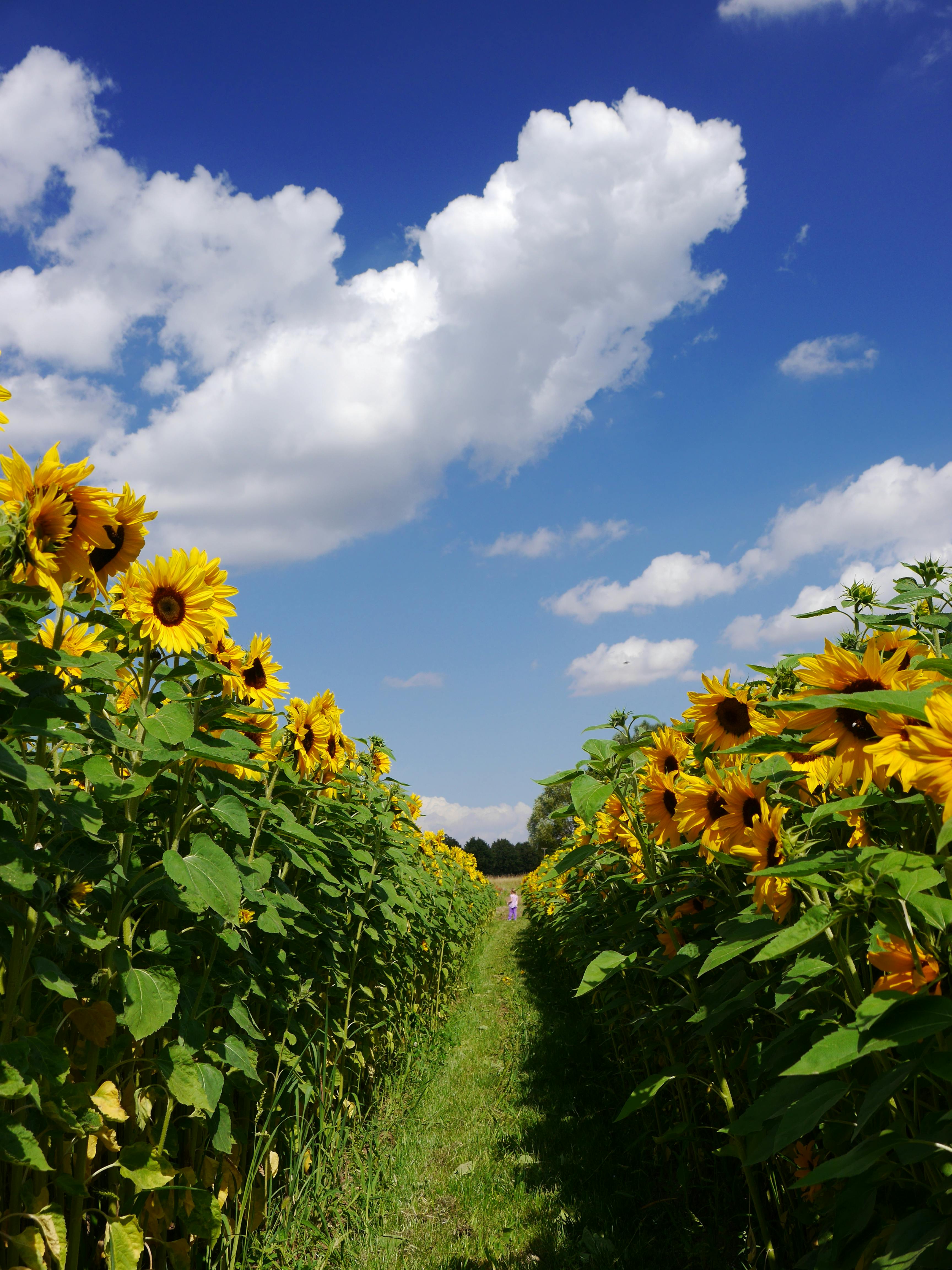 Summer Nature Photos, Download The BEST Free Summer Nature Stock Photos ...