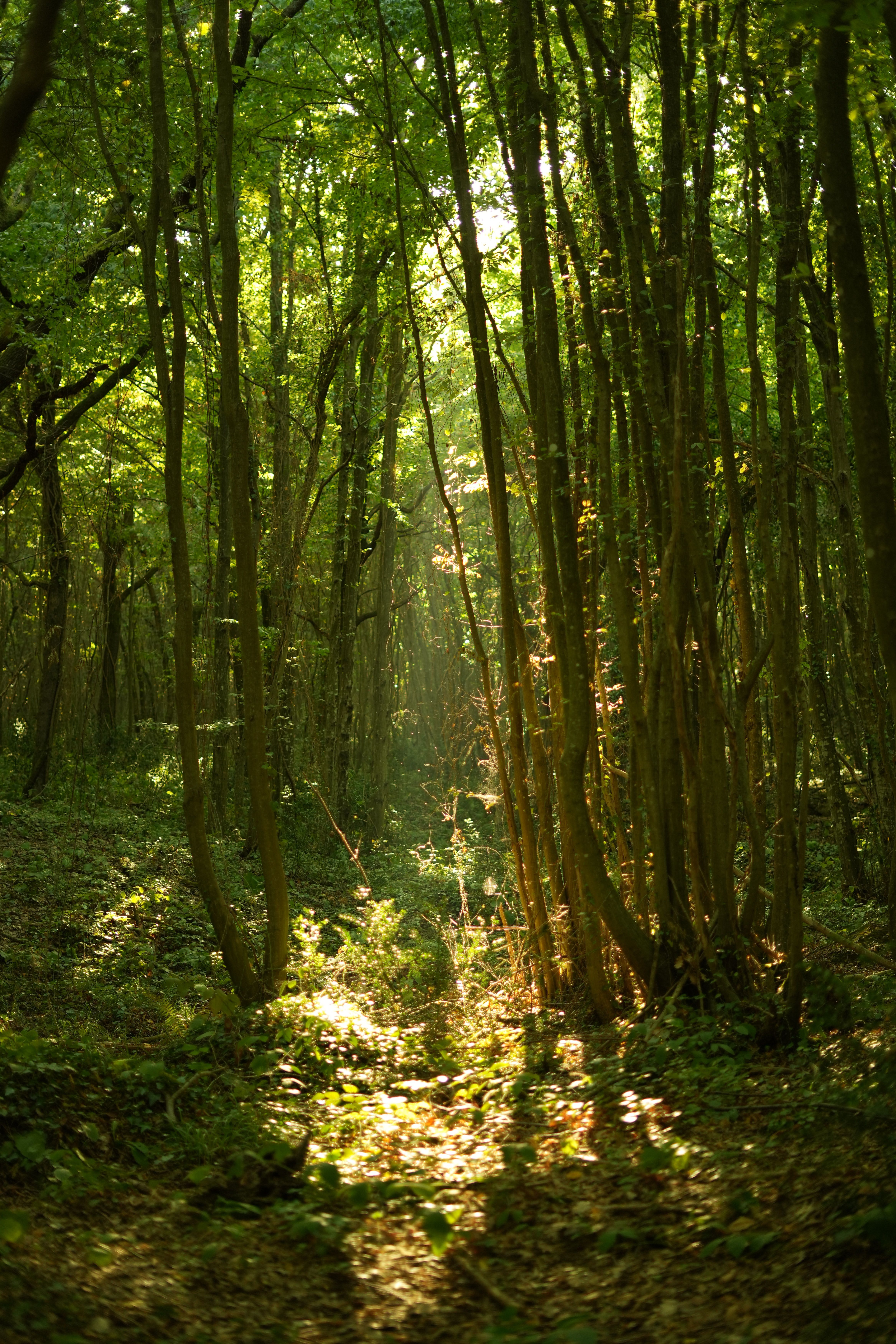 Withered Forest Trees · Free Stock Photo