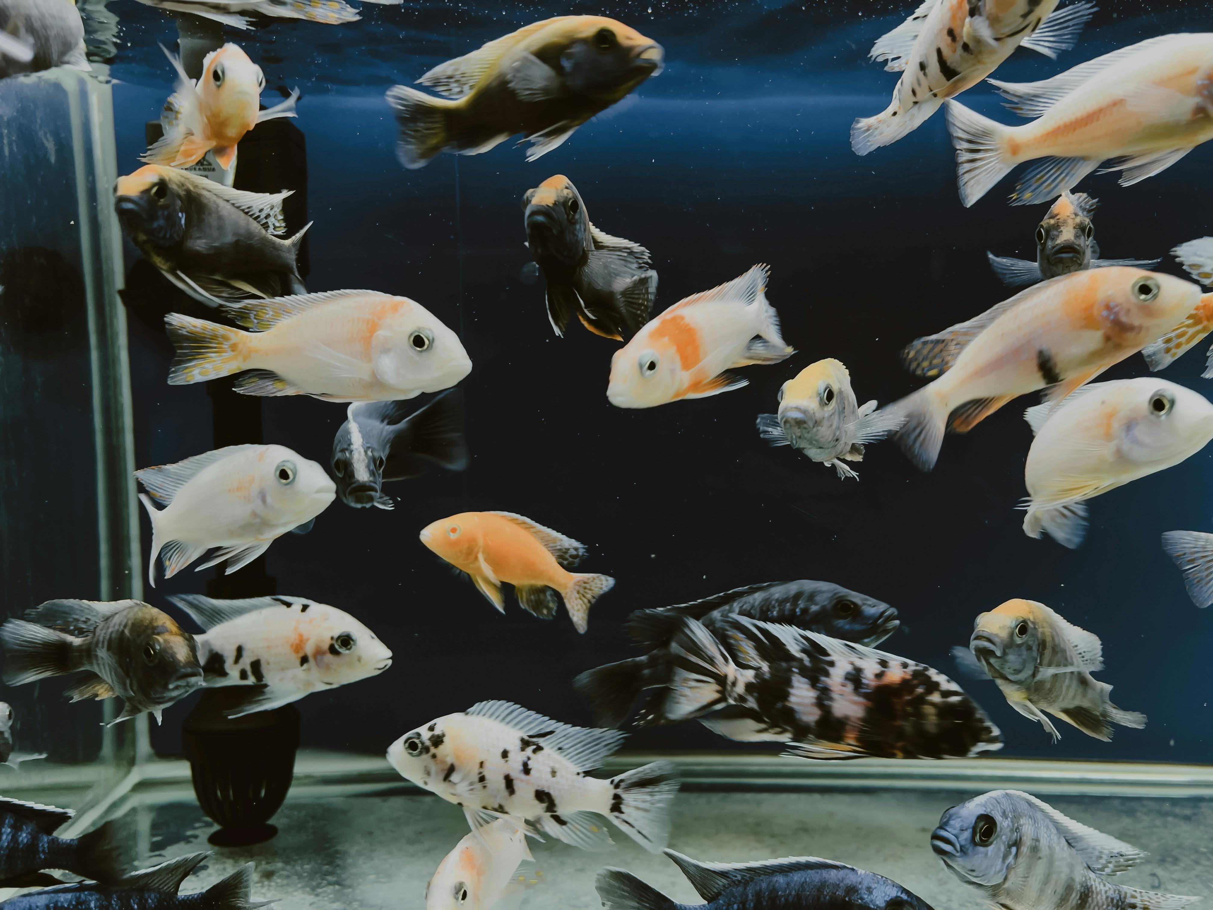 Goldfish Inside the Aquarium · Free Stock Photo